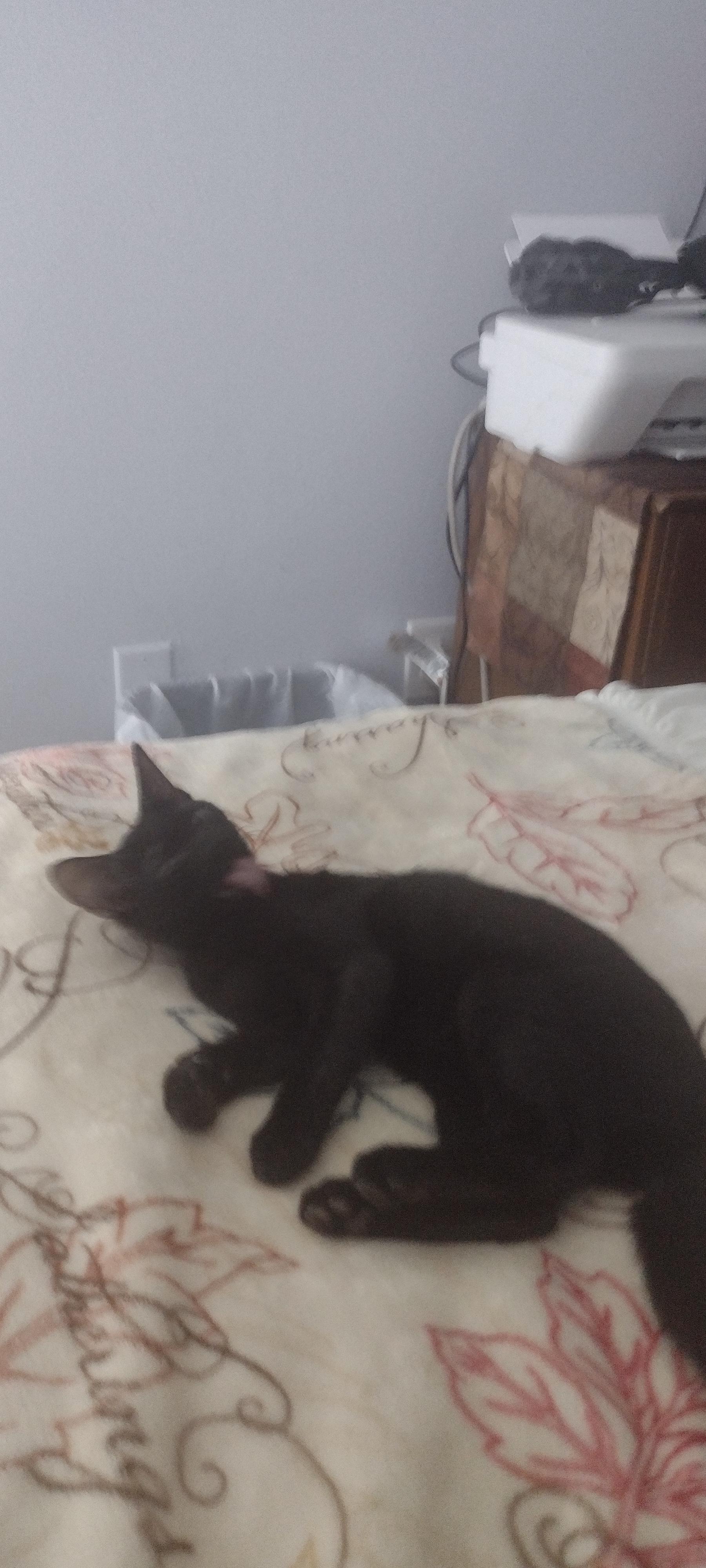 Discover more like VoidCats: My void and Related Content | Scrolller