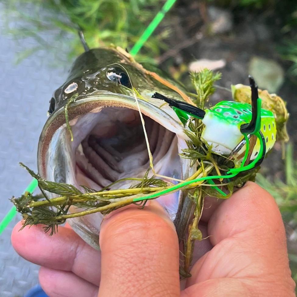 Urban Bank & Dock Fishing | Scrolller