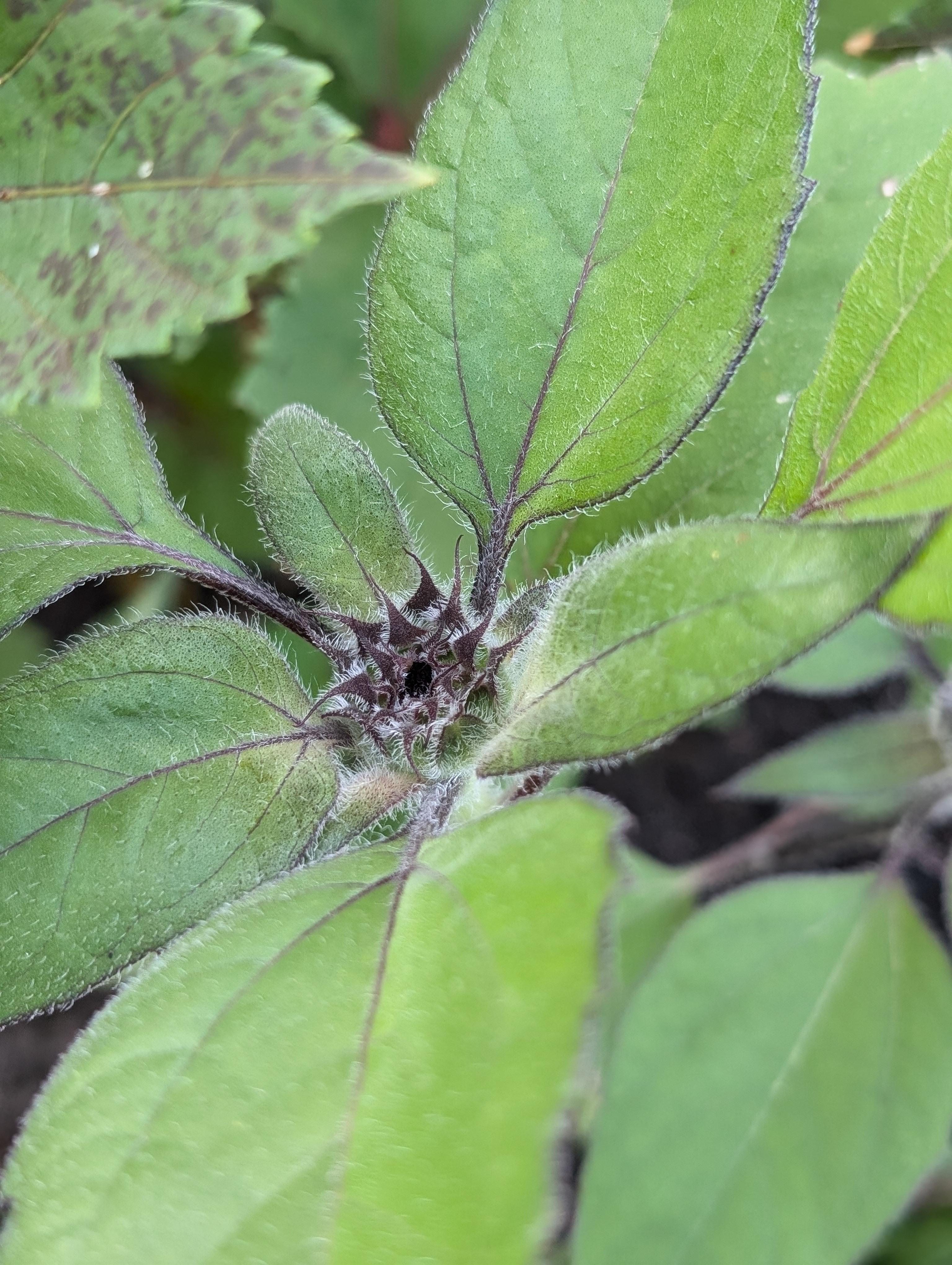 What are these two plants? | Scrolller