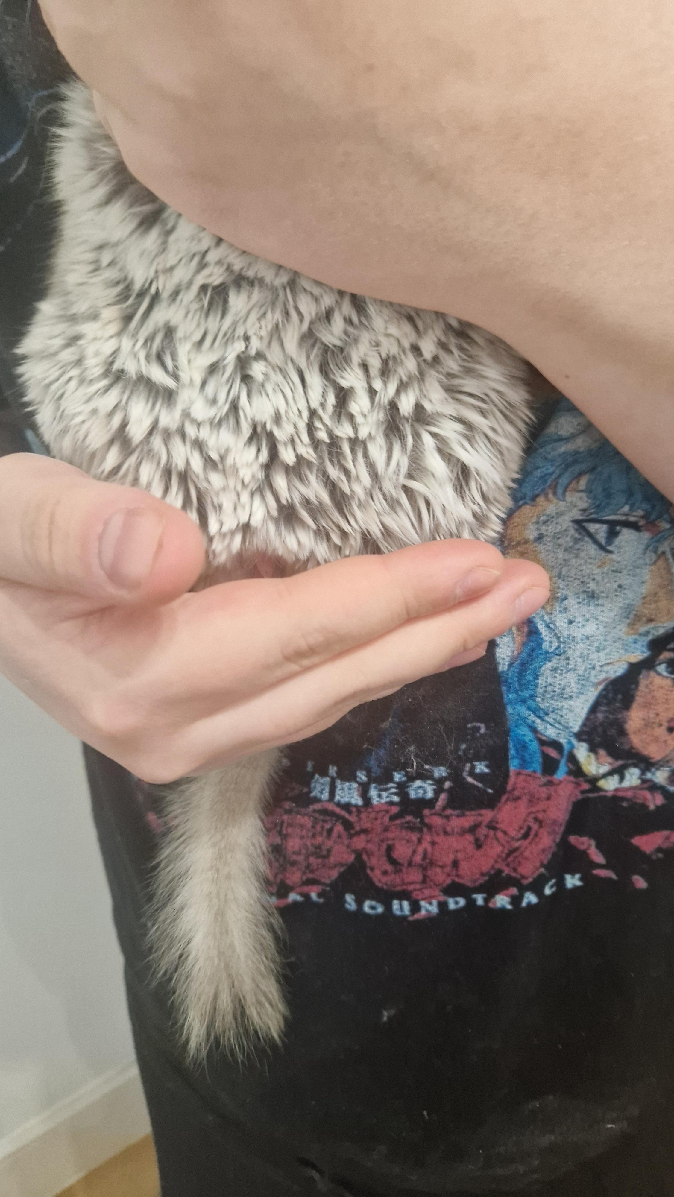 Help! Oily chinchilla/clumped hair | Scrolller