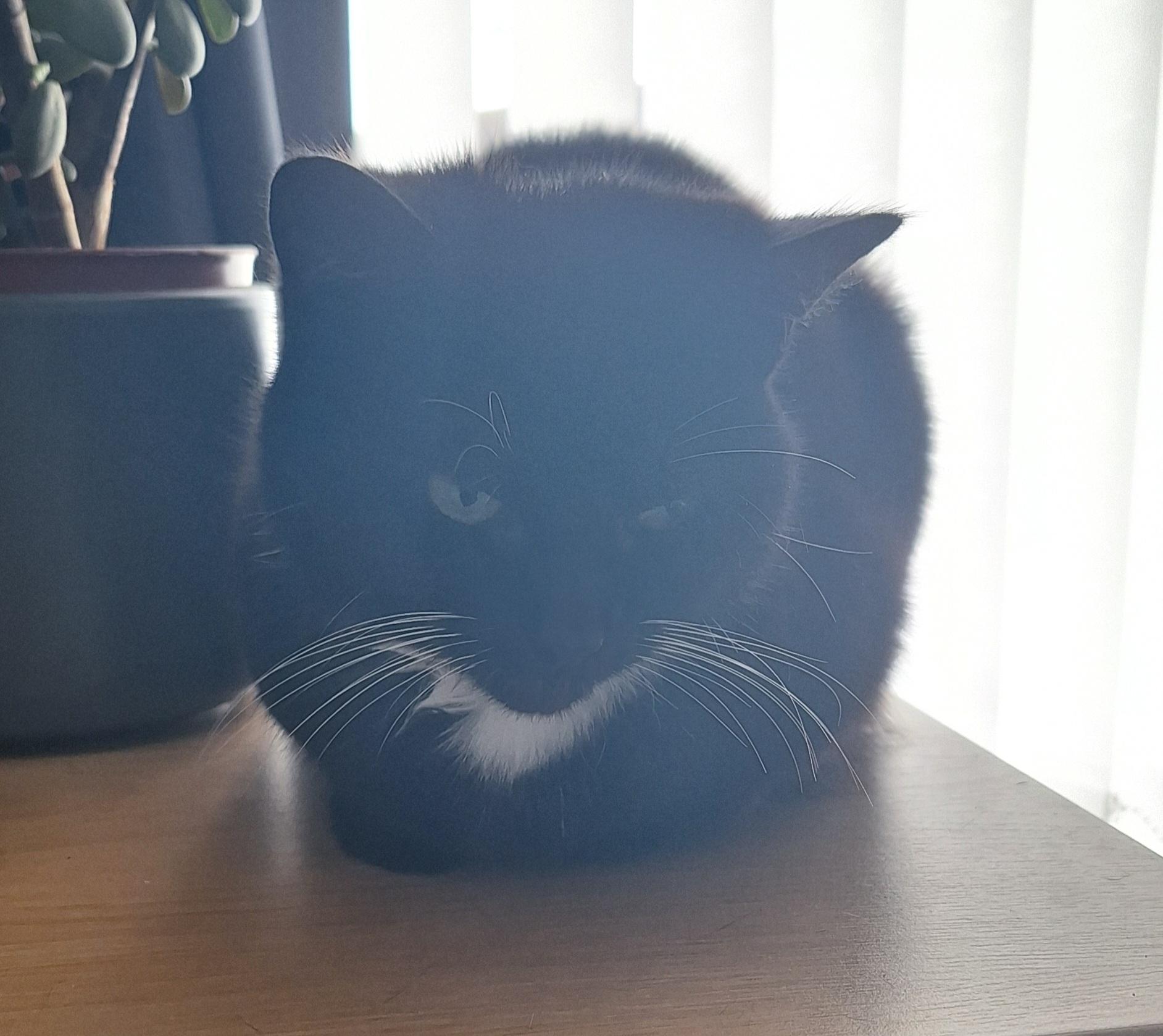 Cleo doin a lil loaf | Scrolller