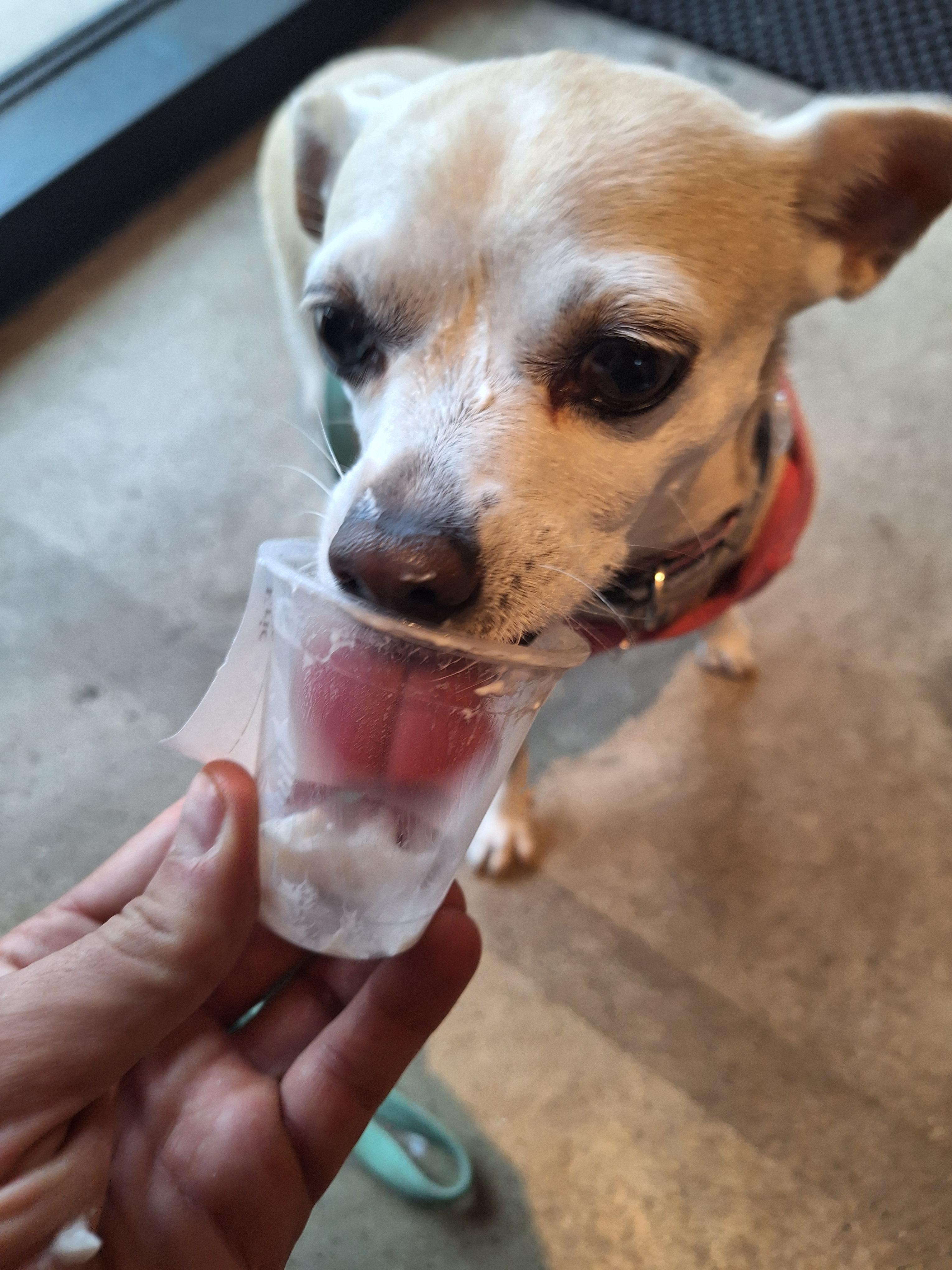 Show me your pup cups! | Scrolller