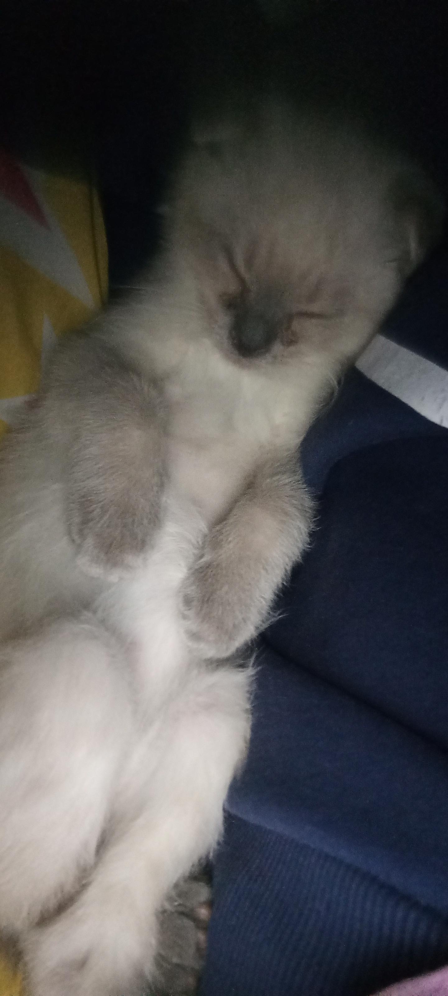 Meet tiger ^^ | Scrolller