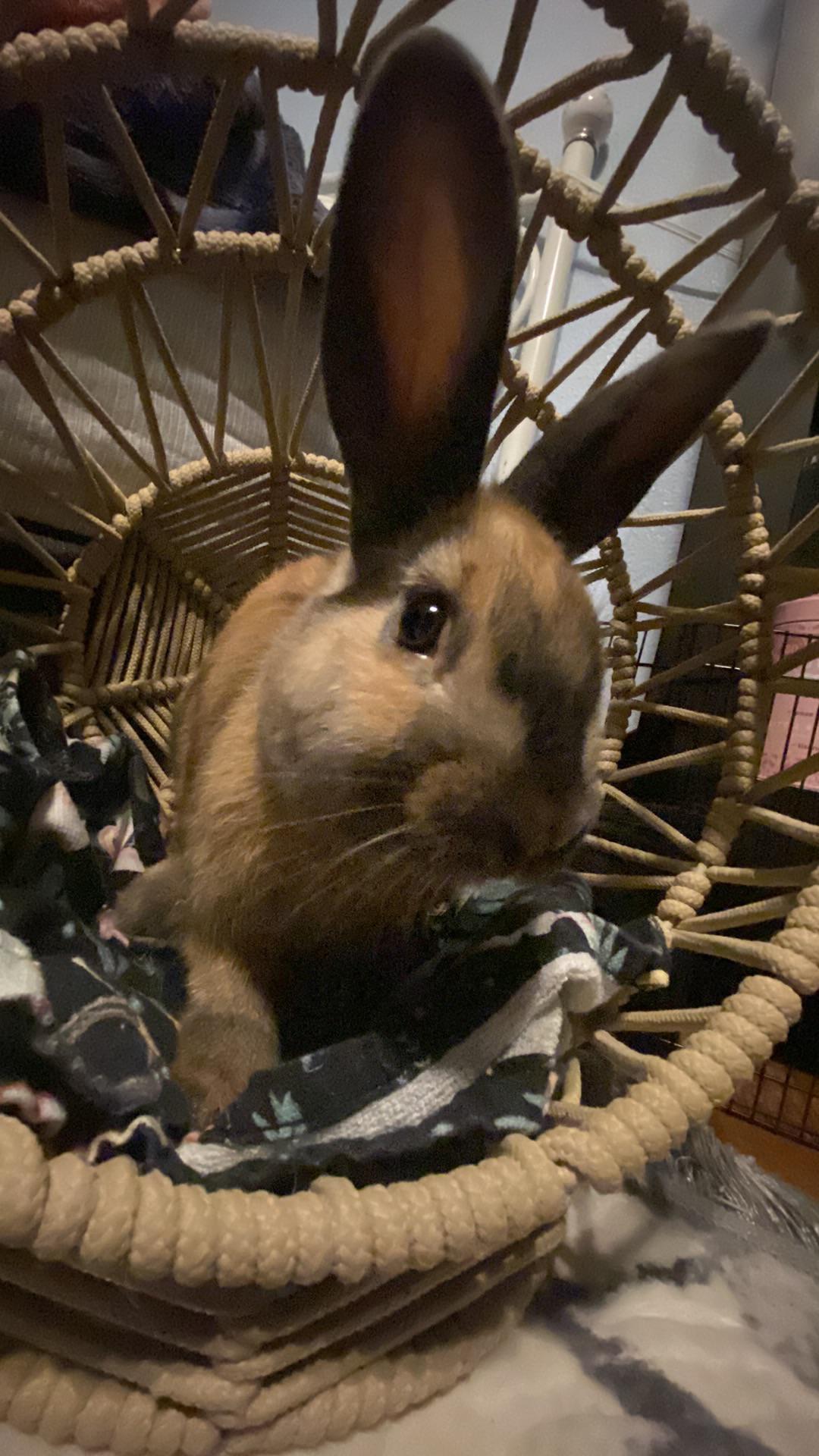 OC this is Moose | Scrolller