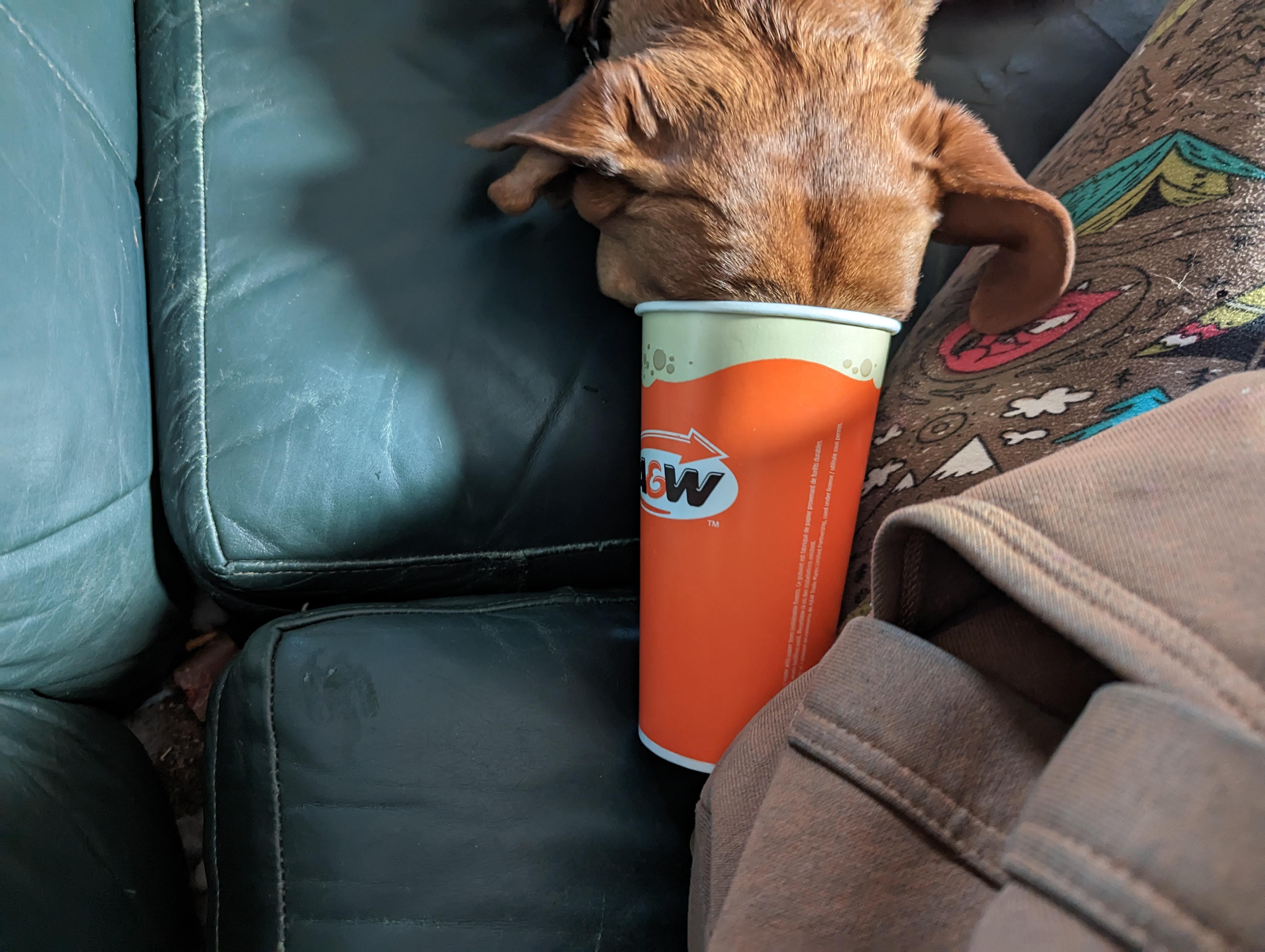 Cup Snoot | Scrolller