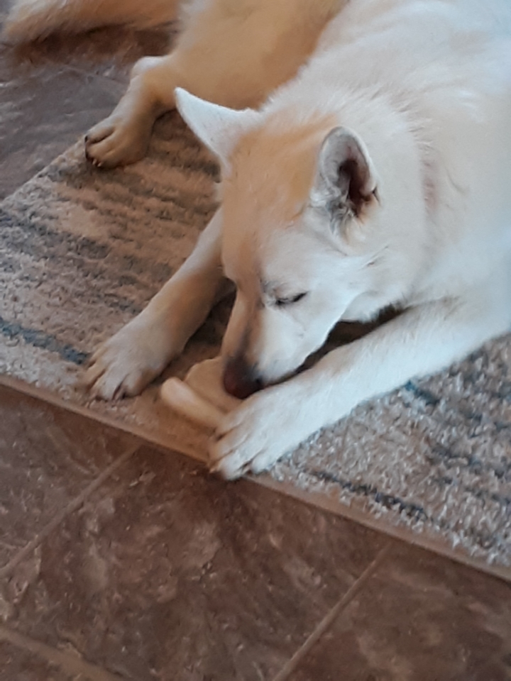 My good boy Caesar | Scrolller