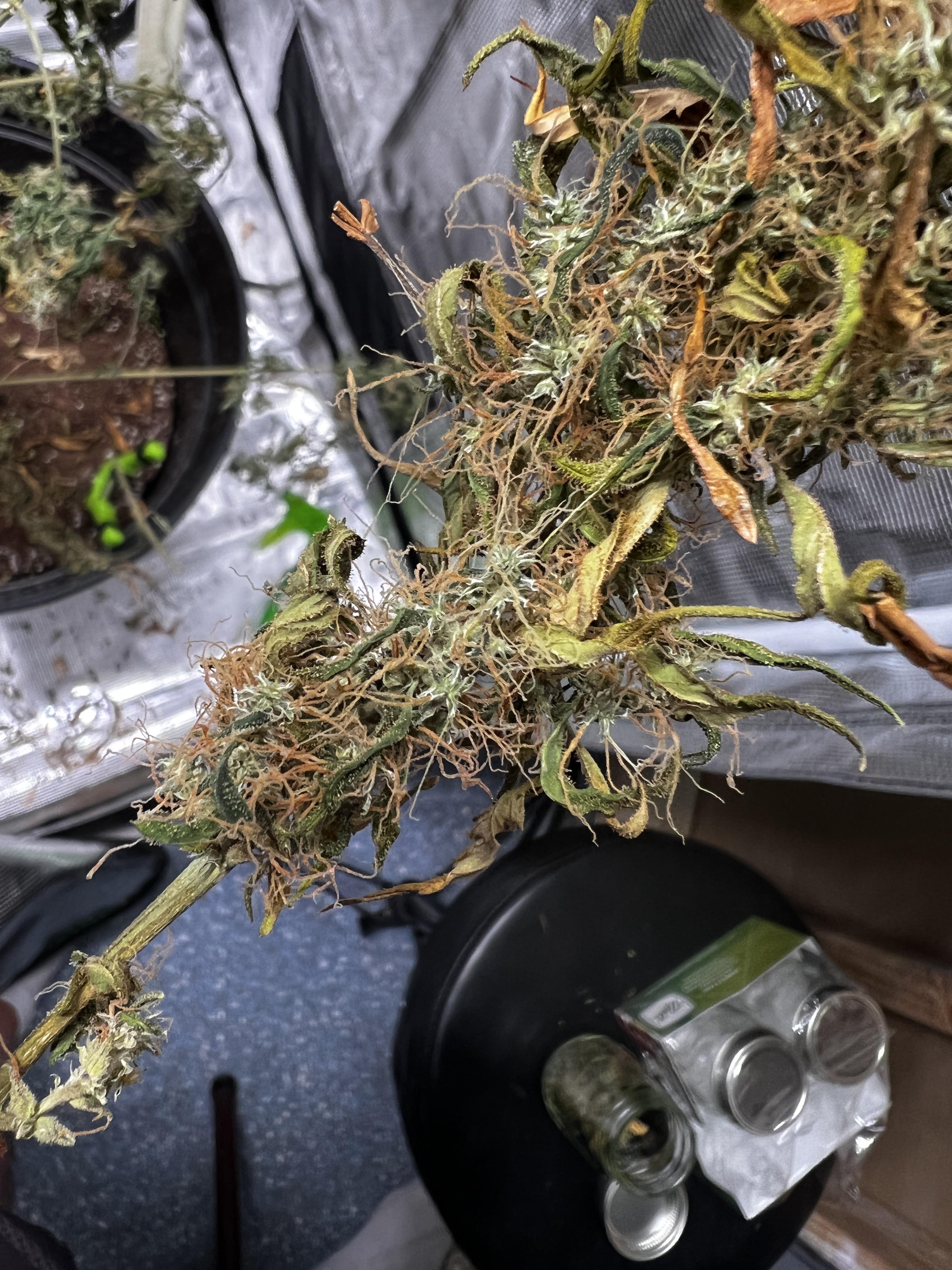 Discover more like Trees: Moldy bud? and Related Content | Scrolller