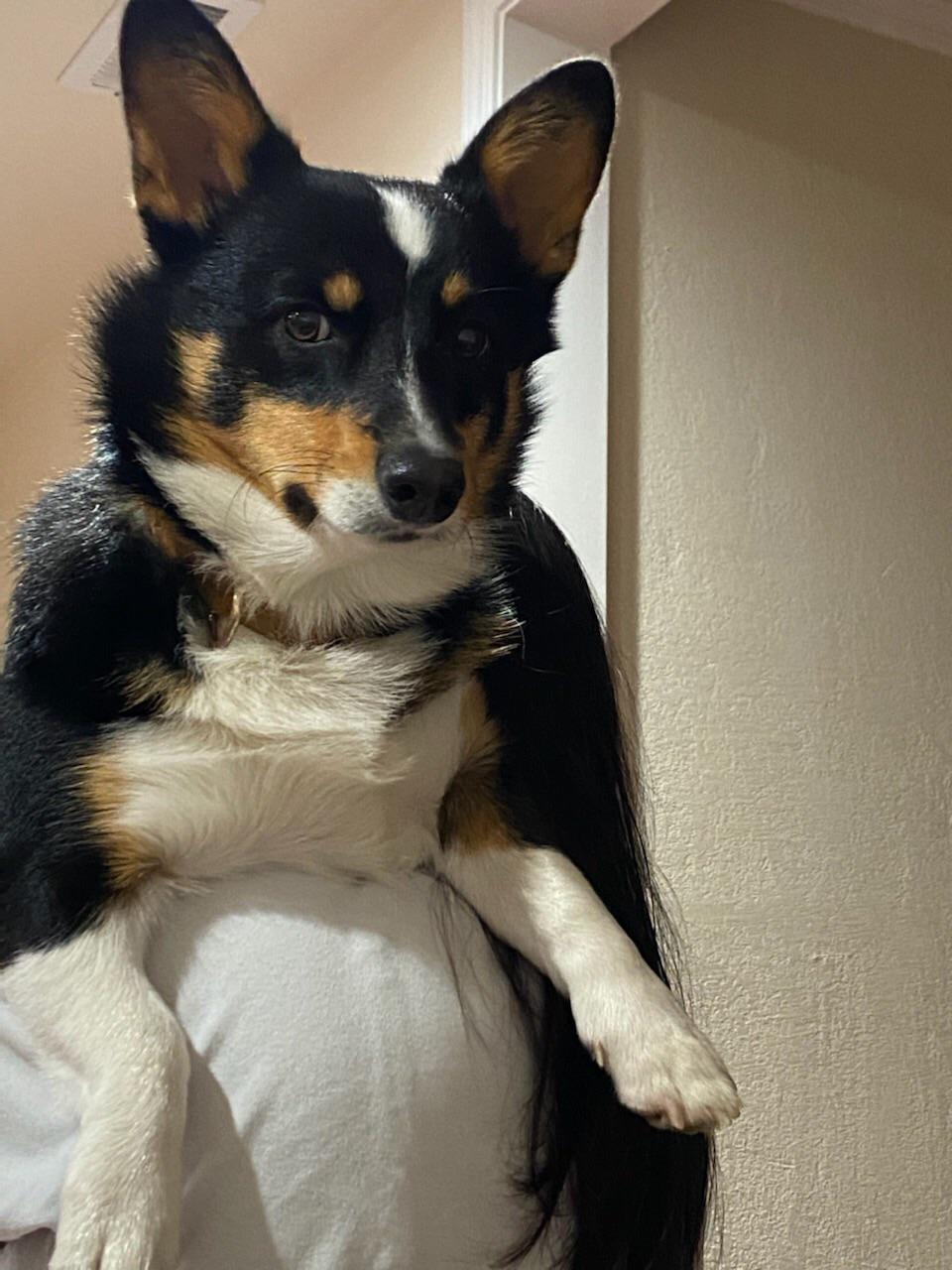 The many faces of Ren the Corgi 🐾 | Scrolller