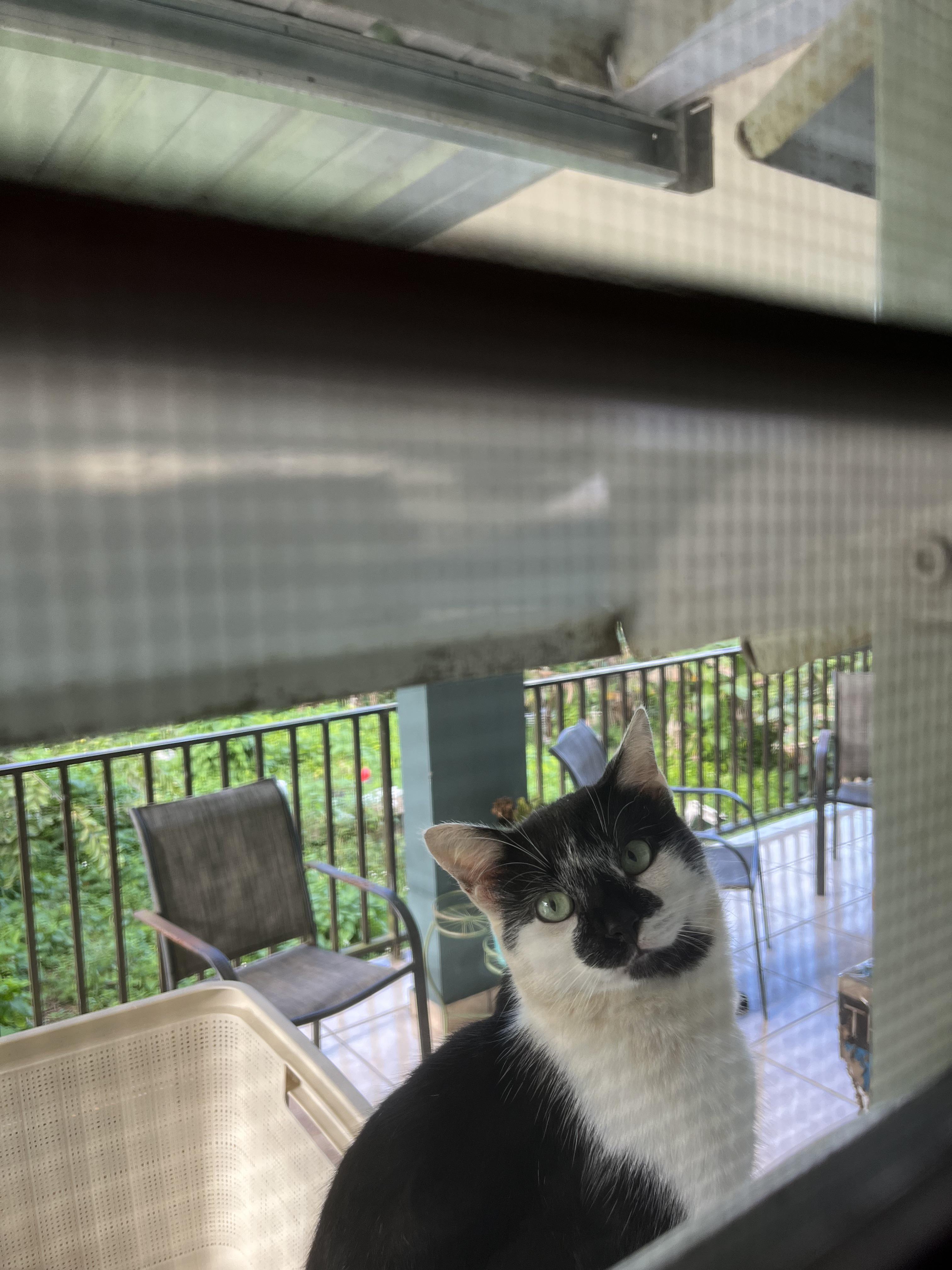 (OC) Stalker 👀🐈‍⬛ | Scrolller