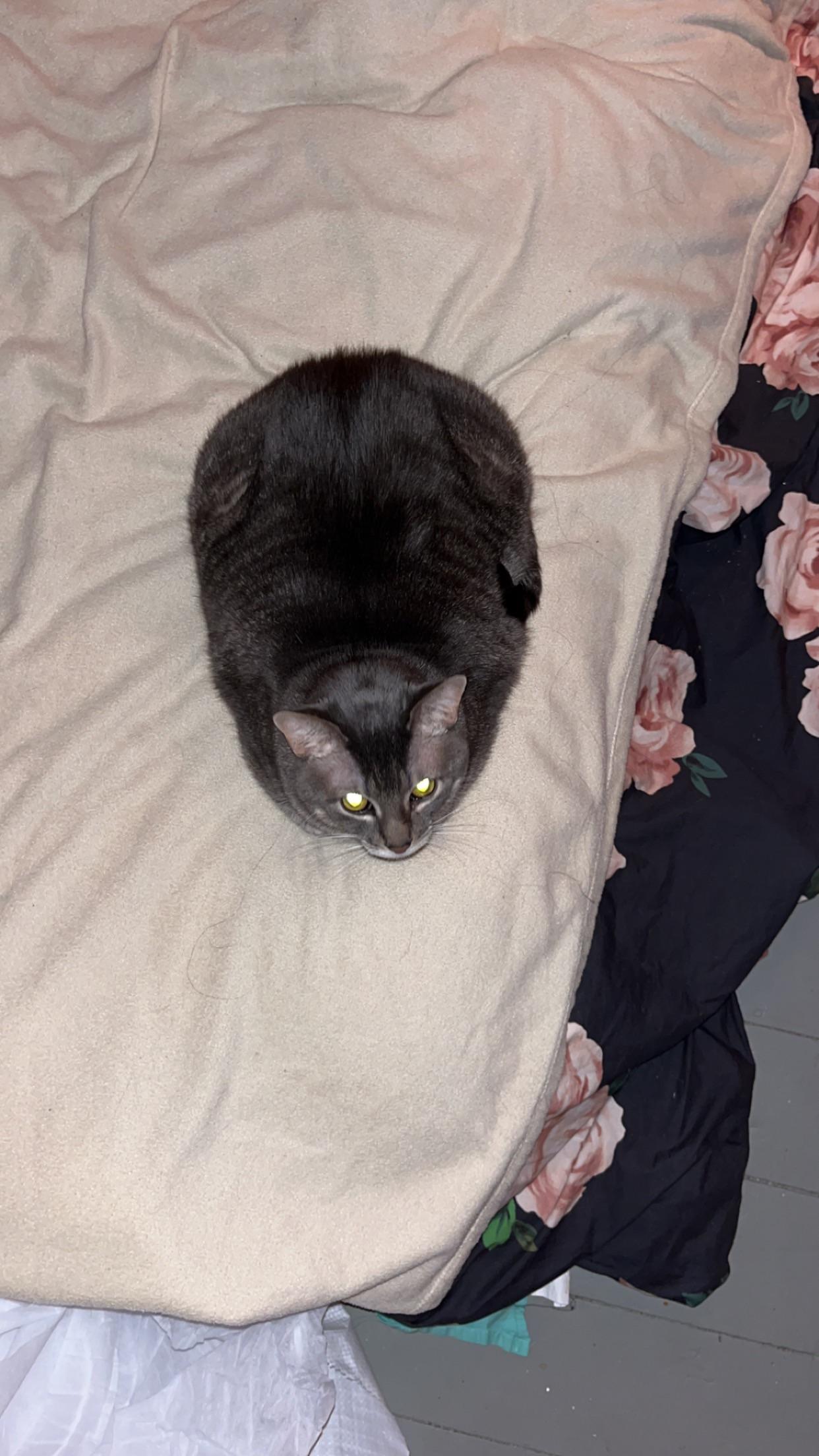 Discover more like Catloaf: Finally got a perfect loaf and Related Content | Scrolller