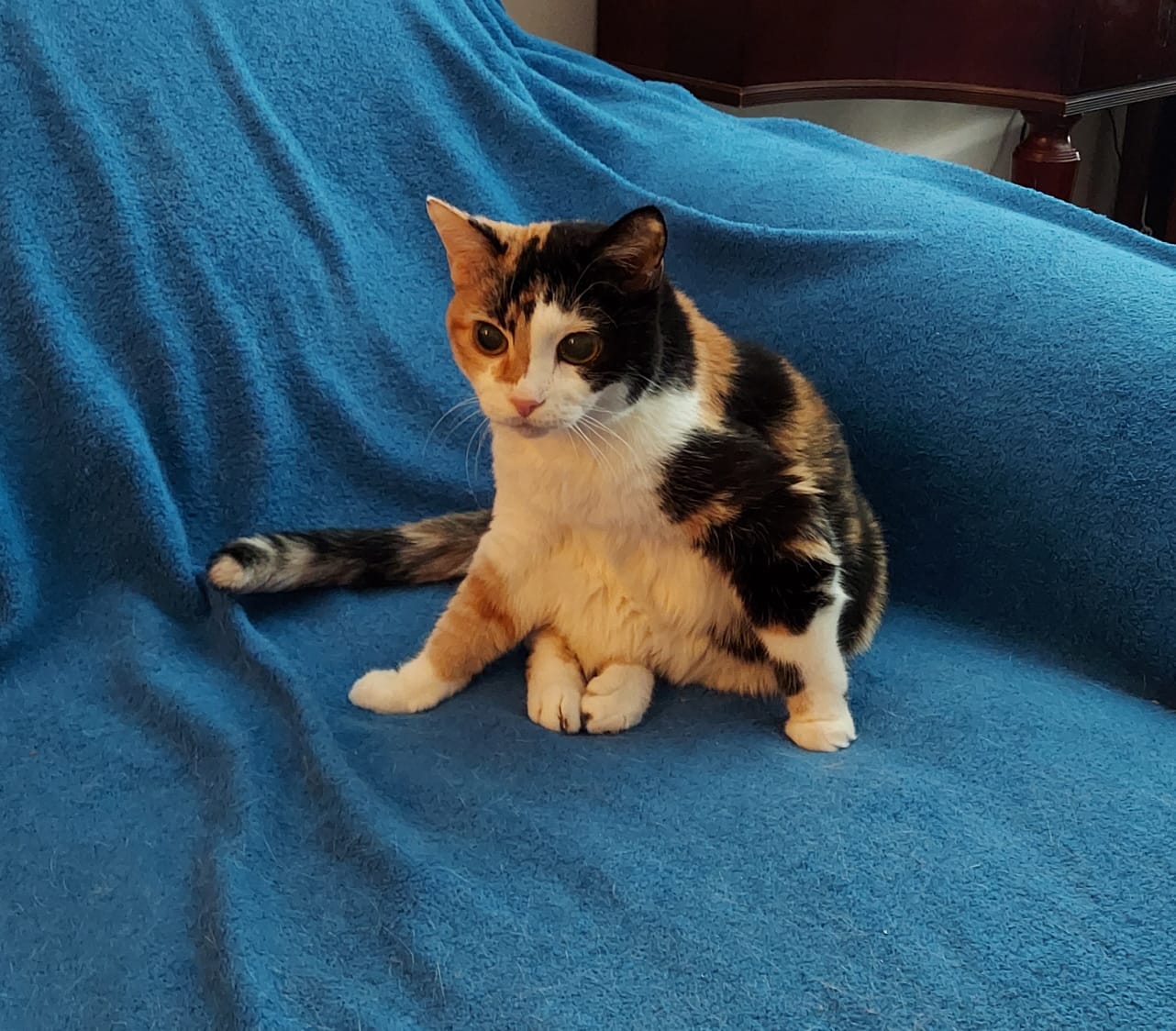 Callie the 22 year old Calico | Scrolller