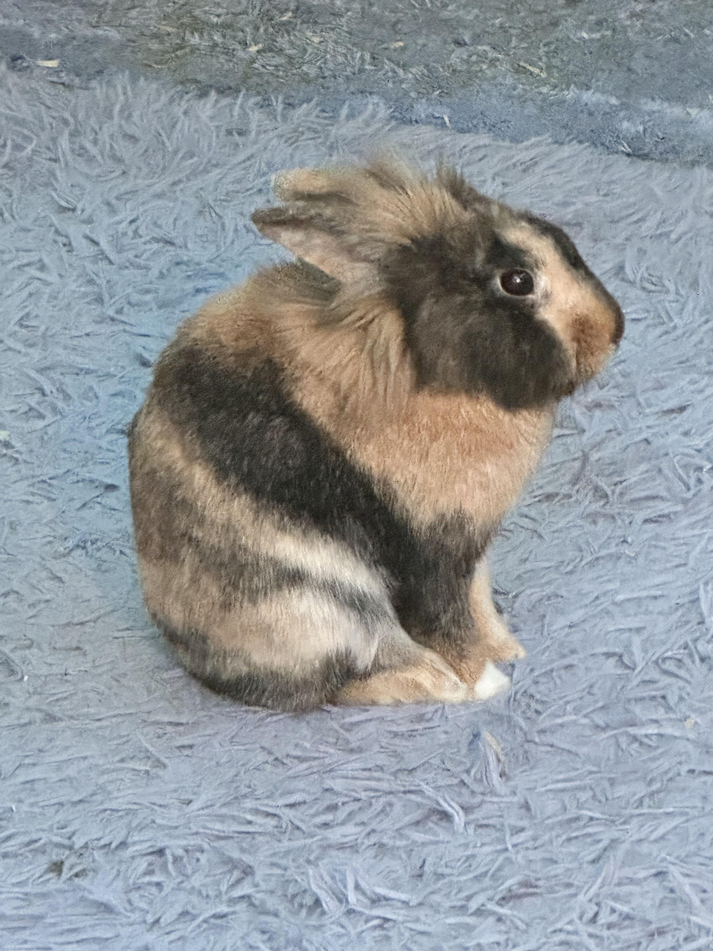 Why do my rabbits sit hunched like this sometimes? They are acting perfectly normally otherwise ...
