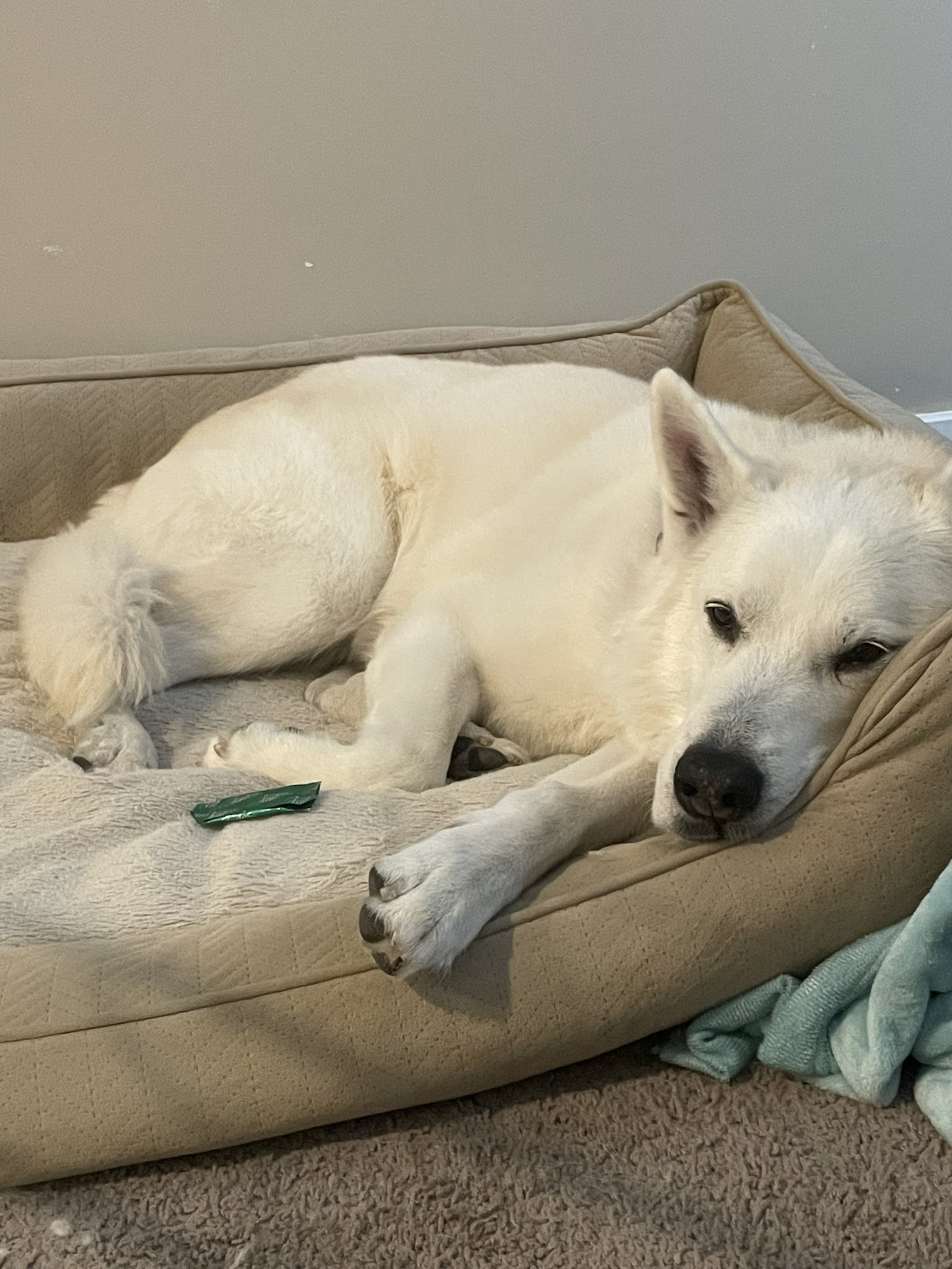 Ember is so CUTE | Scrolller