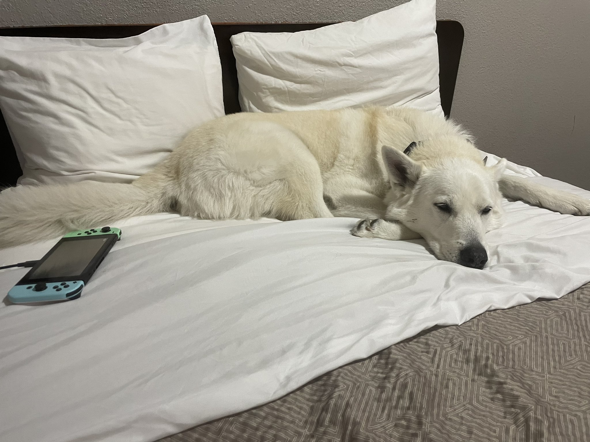 Ember is so CUTE | Scrolller