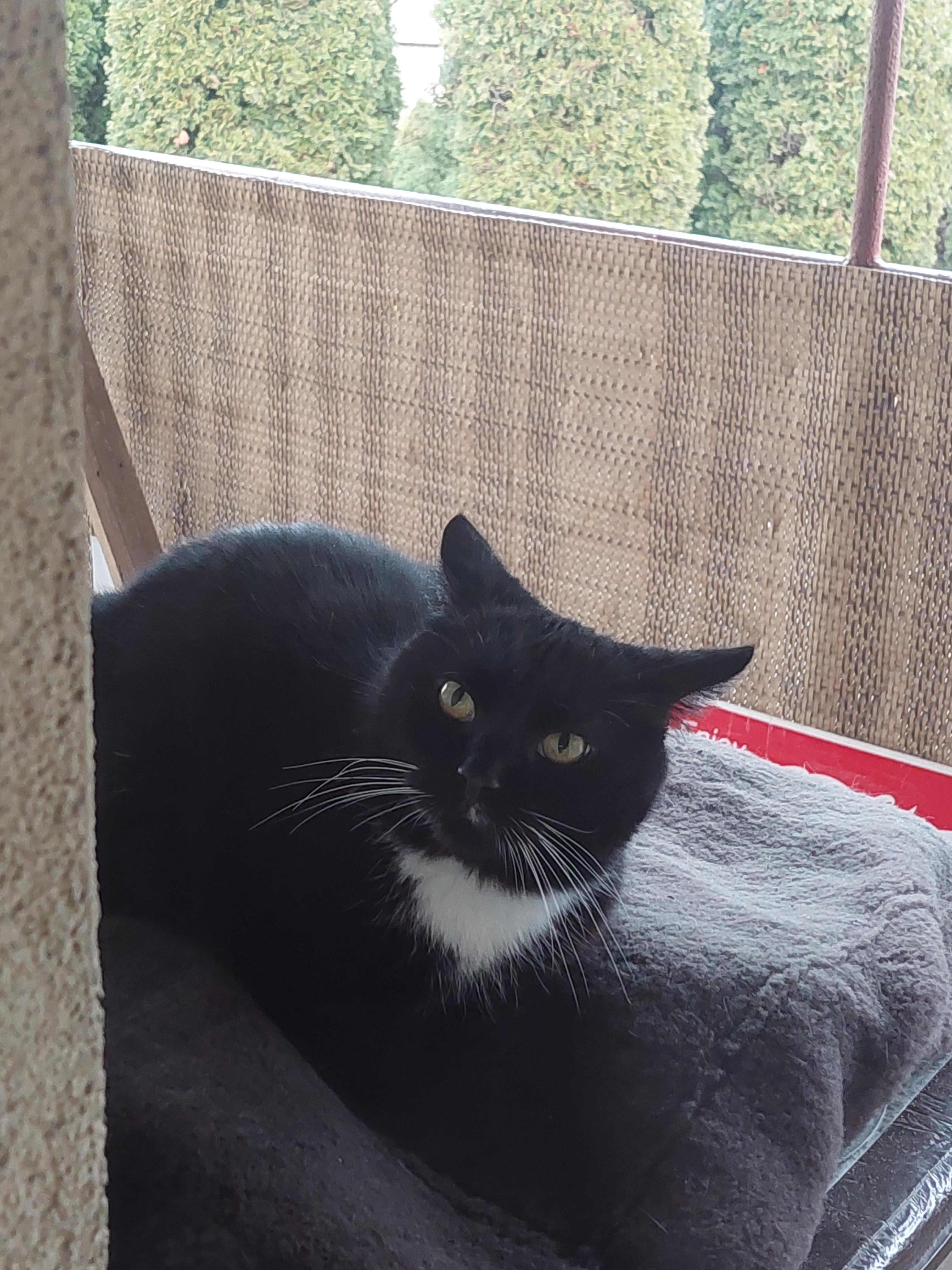 My cat decided to become an airplane. I think he is ready for his first ...