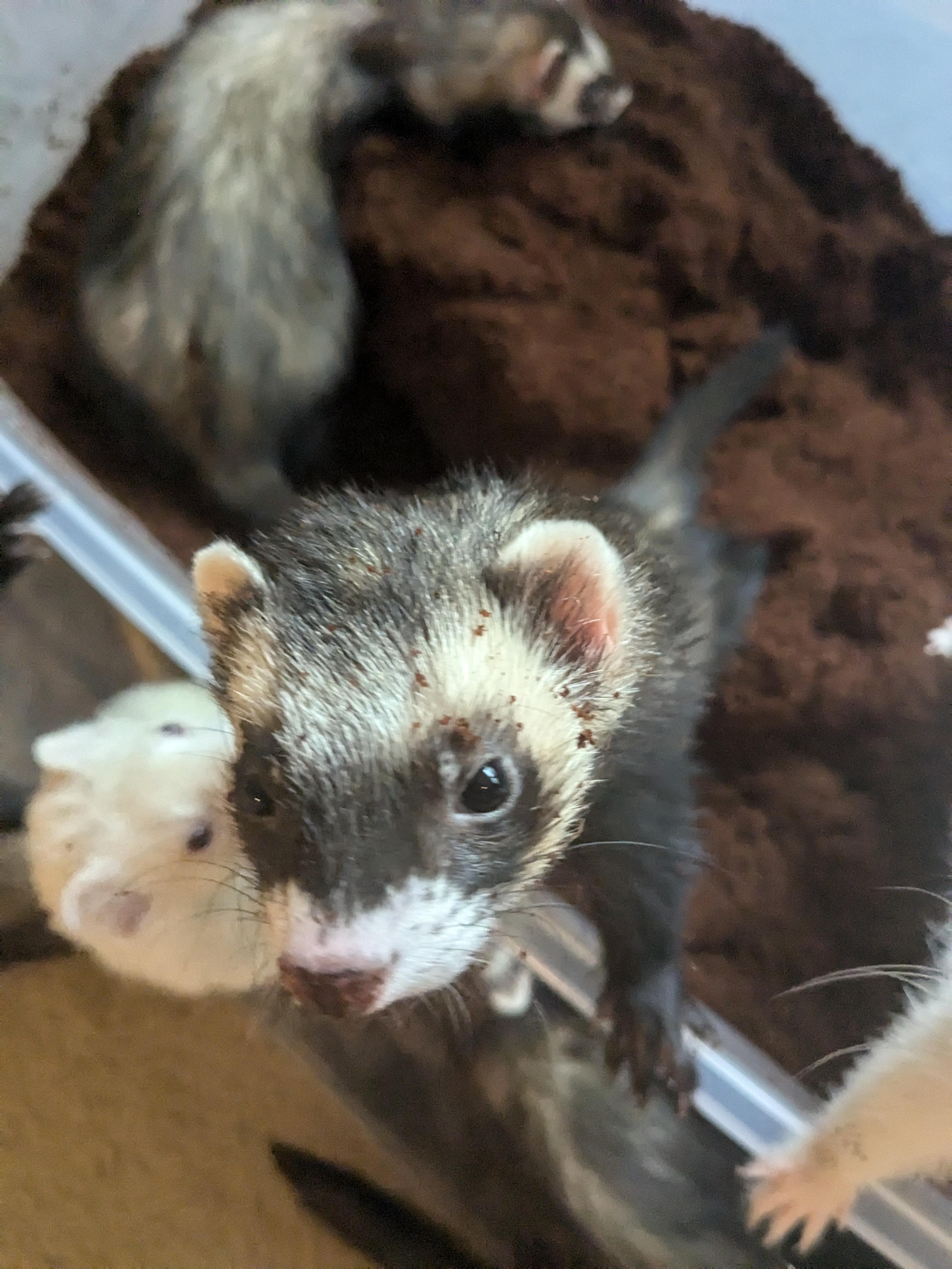 Time for the morning dig! | Scrolller