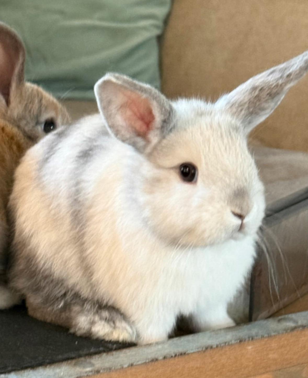 Rex x dwarf | Scrolller