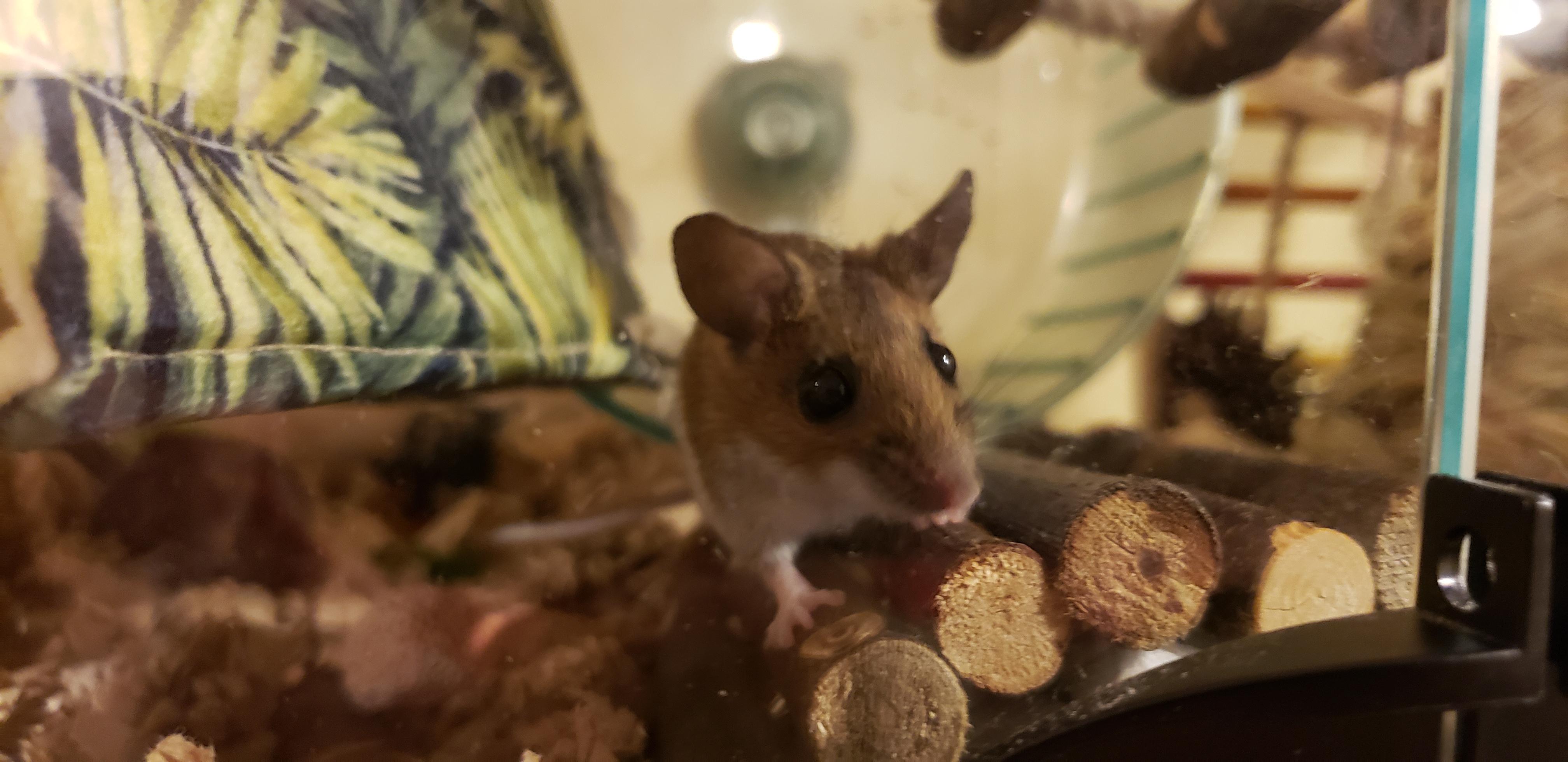 RIP Missy Mouse | Scrolller