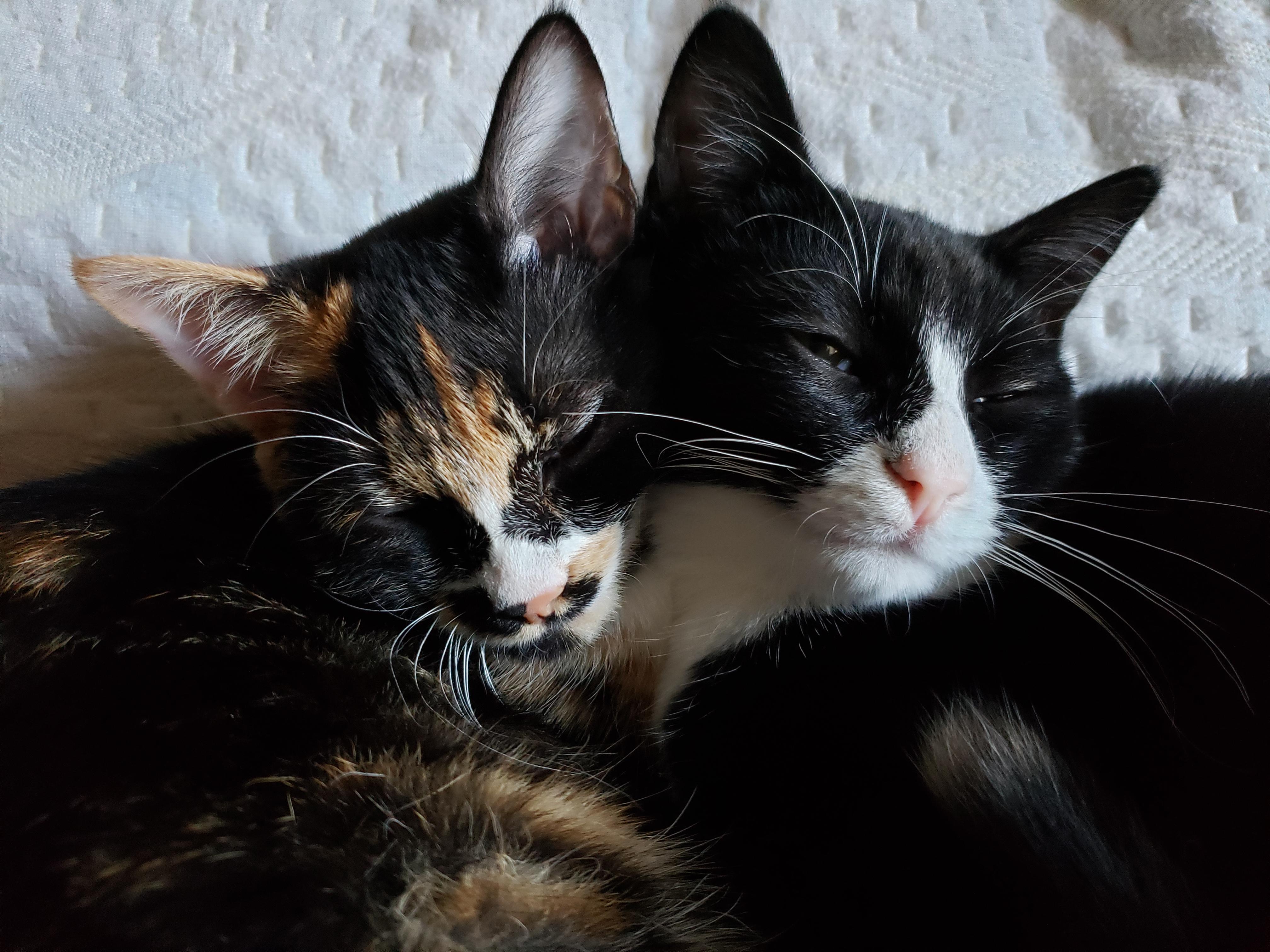 Cozy siblings | Scrolller