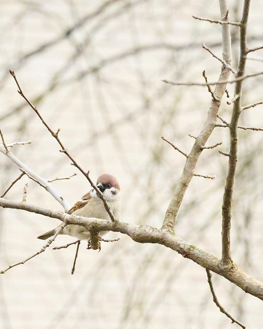 Eurasian Tree Sparrow | Scrolller