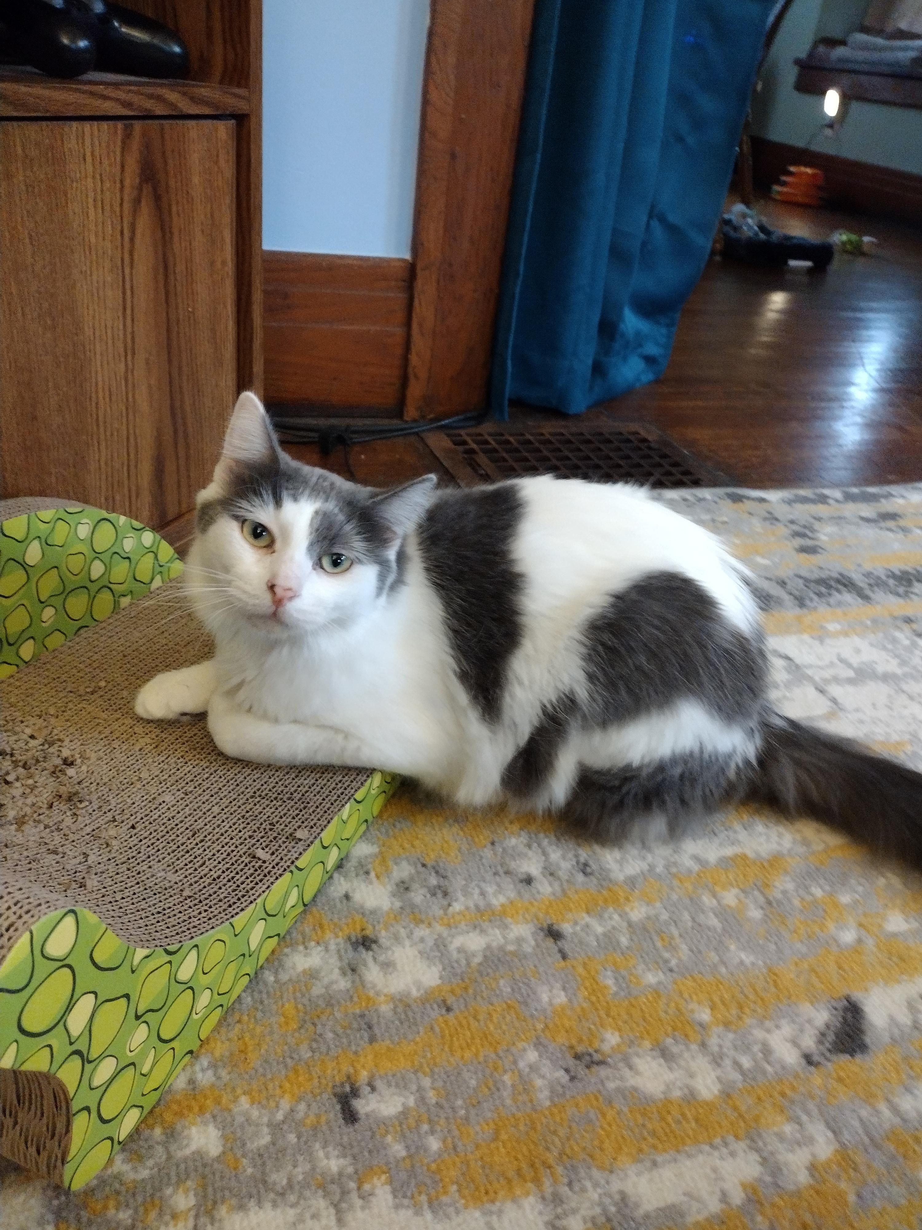 My boys love their new scratching lounge | Scrolller