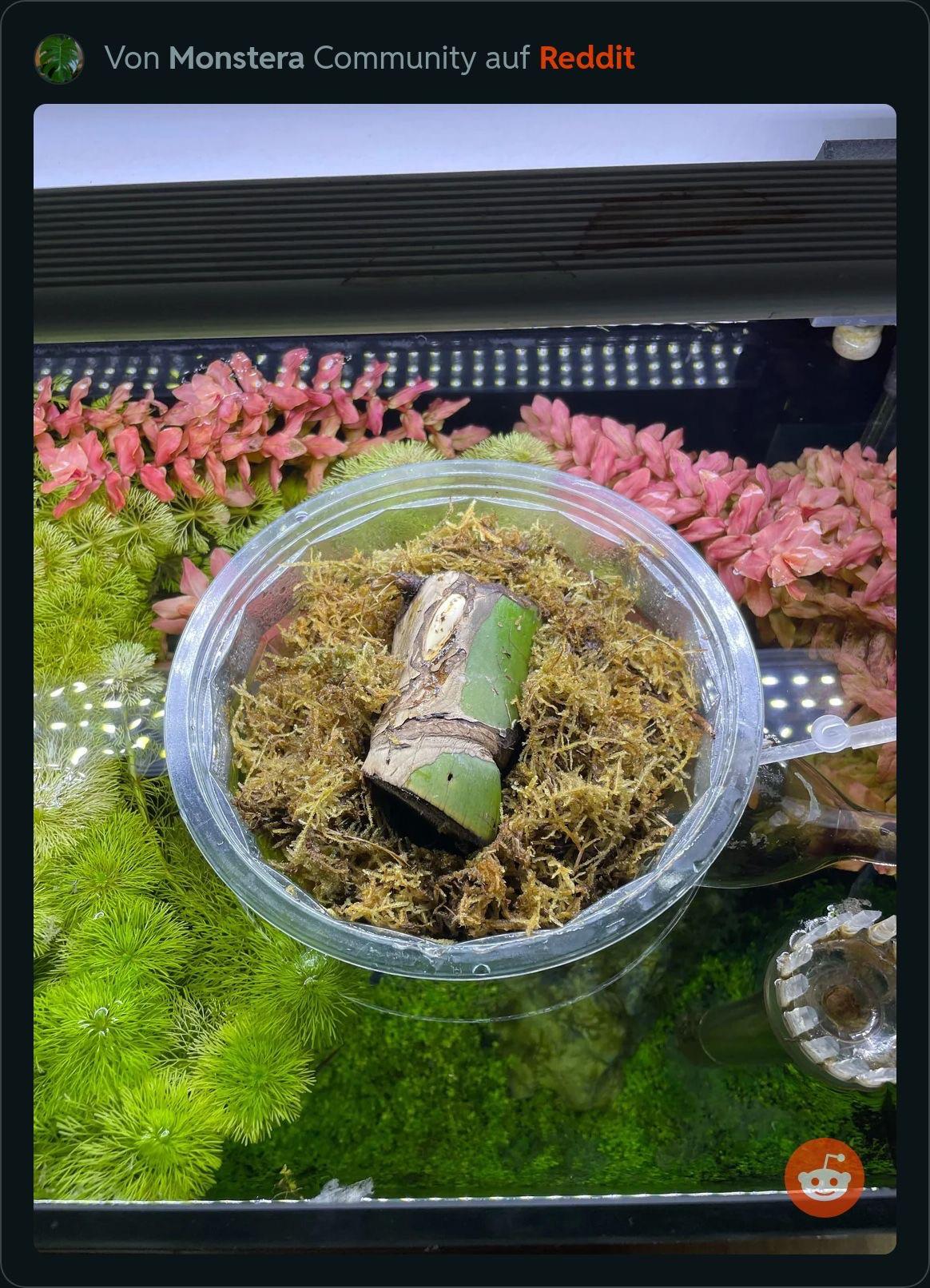 Mold in propagation box | Scrolller