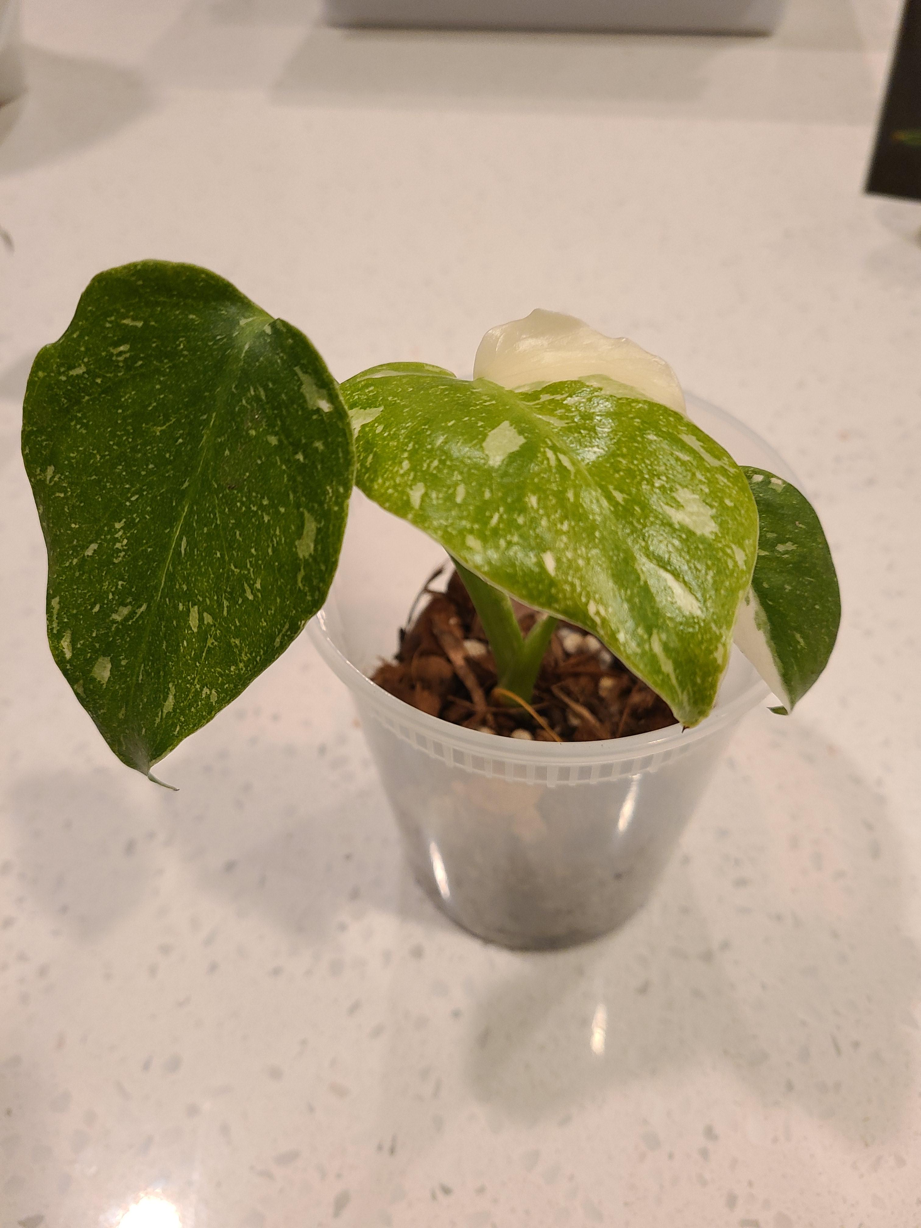 Discover more like Monstera: Thai Constellation Progress and Related Content | Scrolller