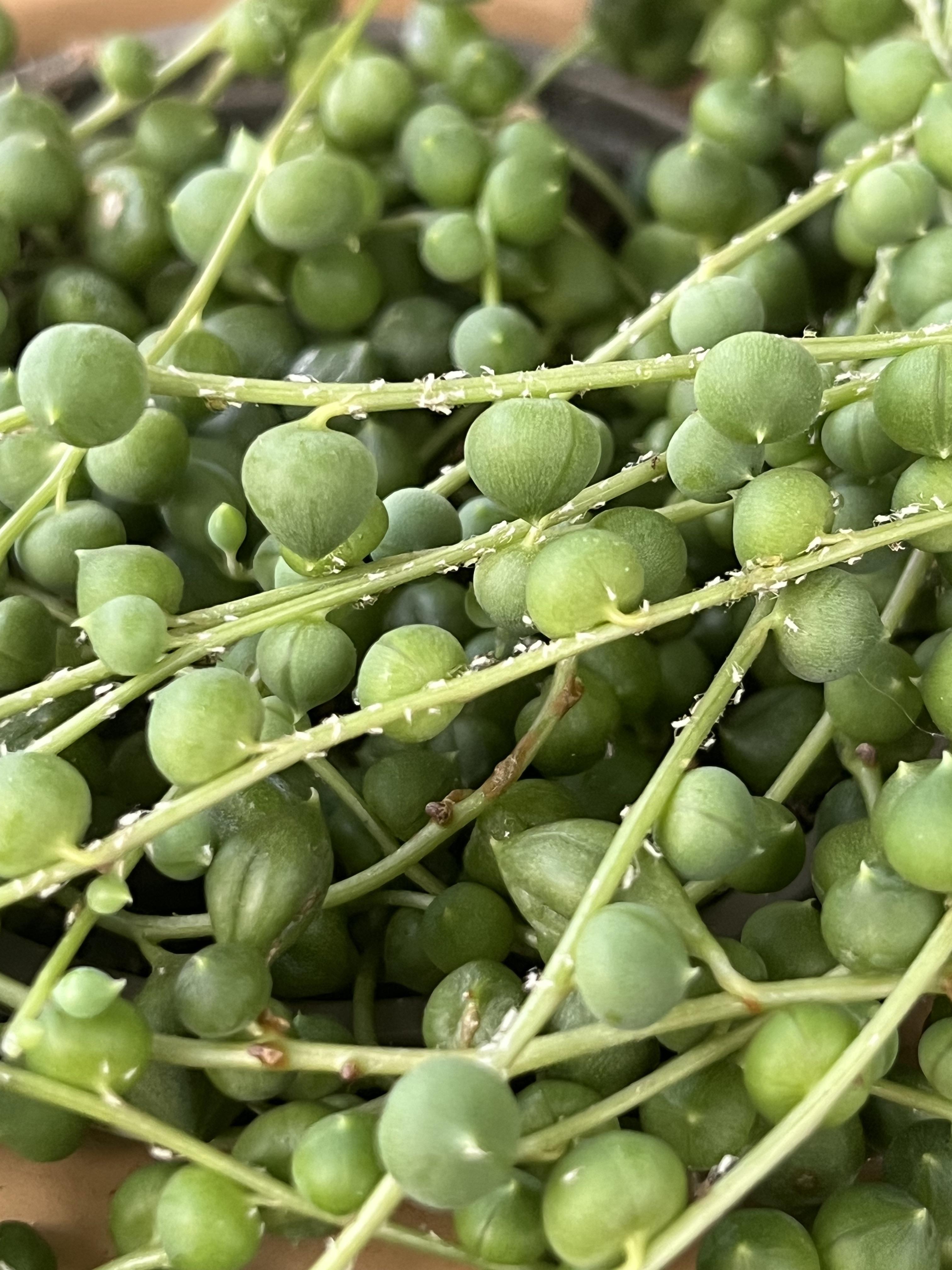 Does anyone know what these little bugs are? | Scrolller