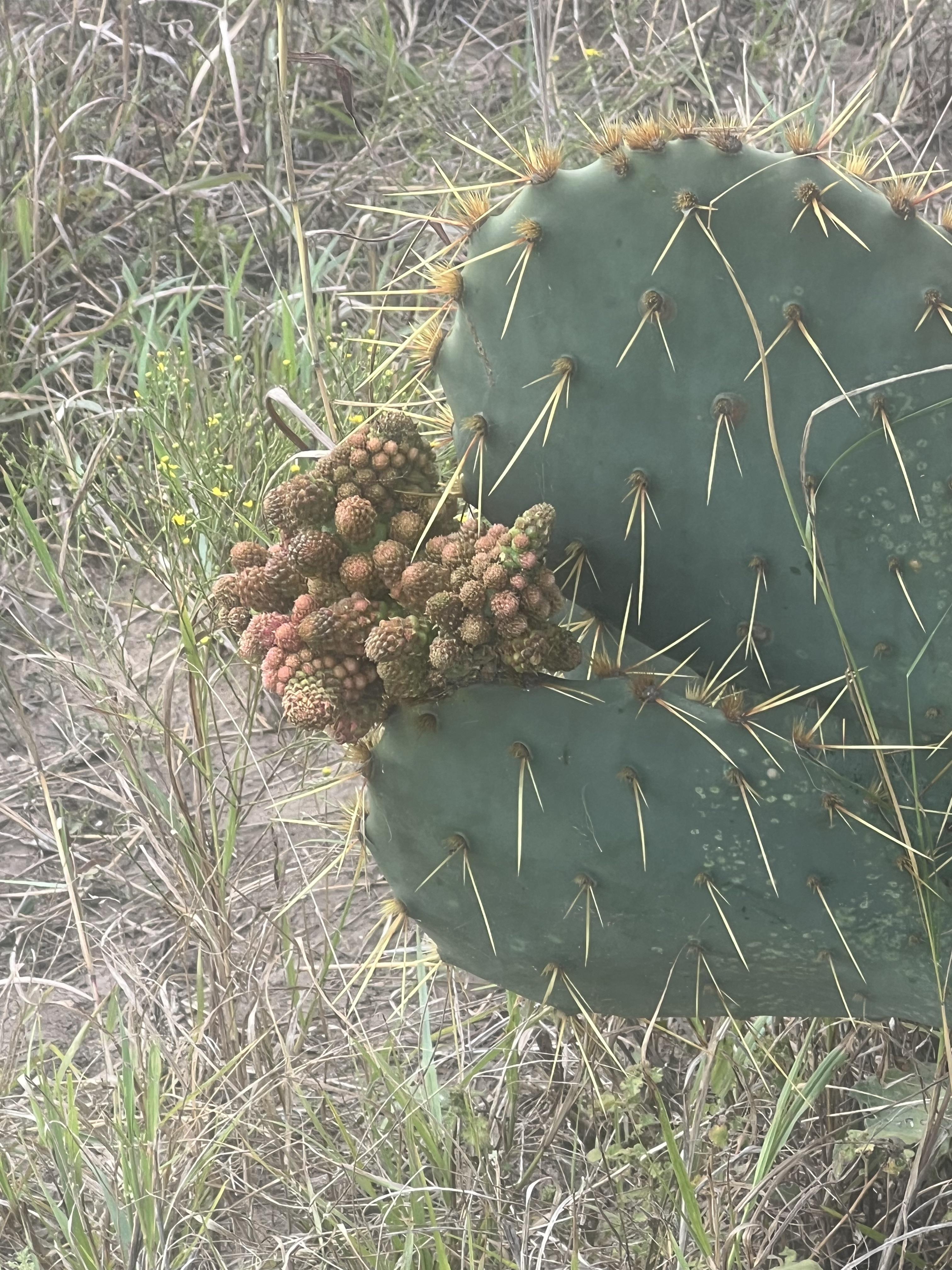 Identification | Scrolller