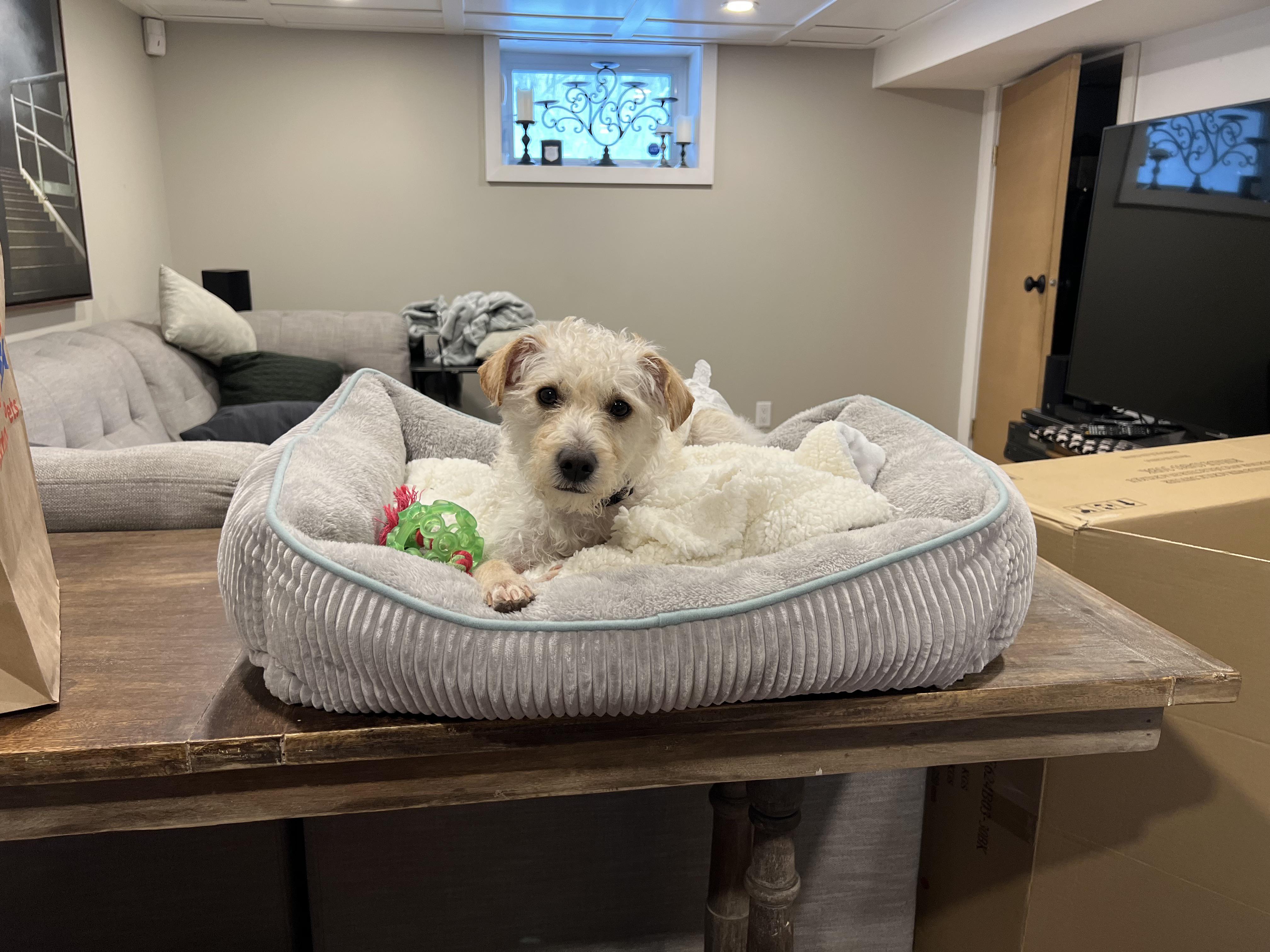 First walk/run with my pup… | Scrolller