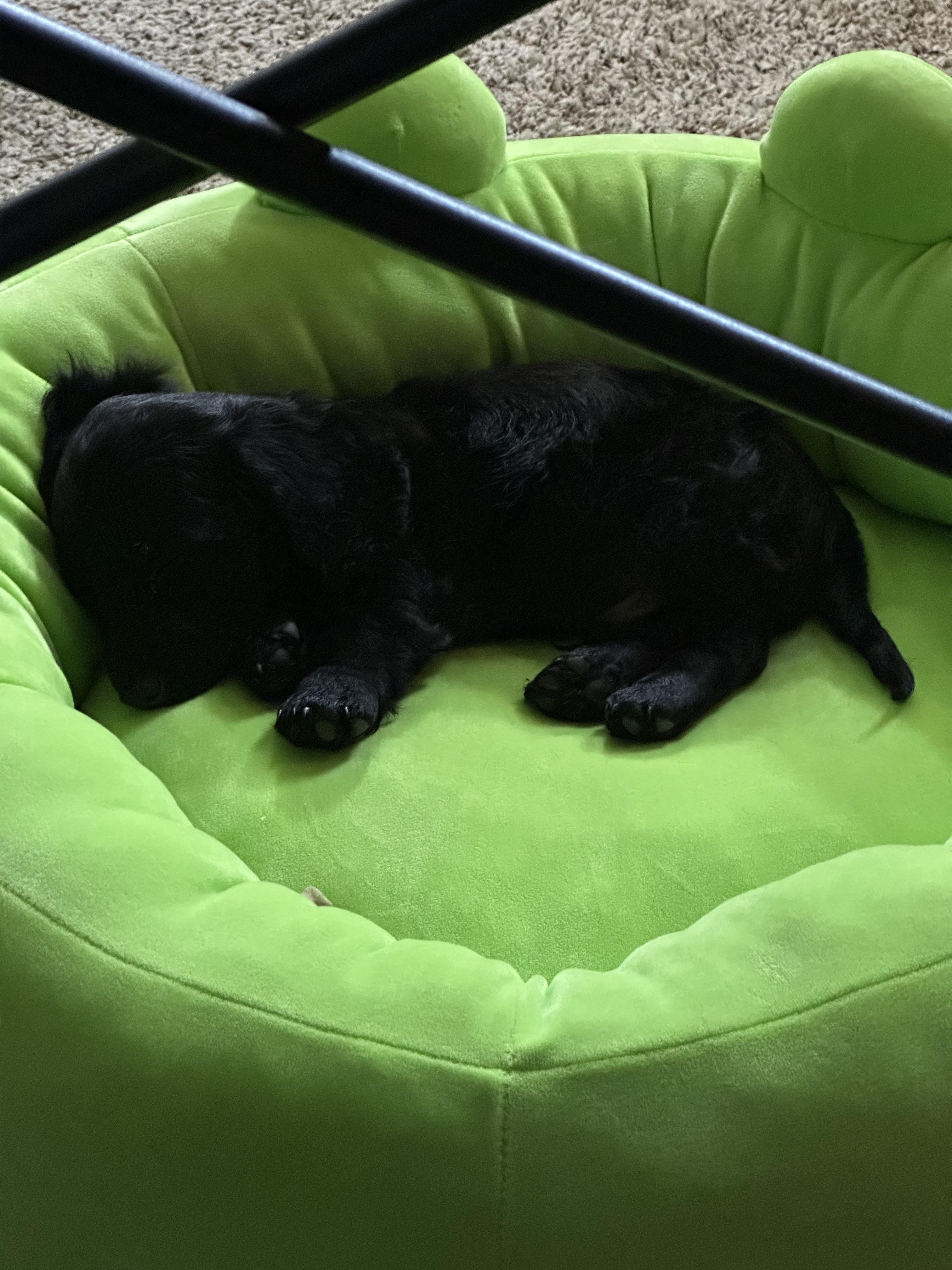 My 9 week old void pup, Noodle | Scrolller