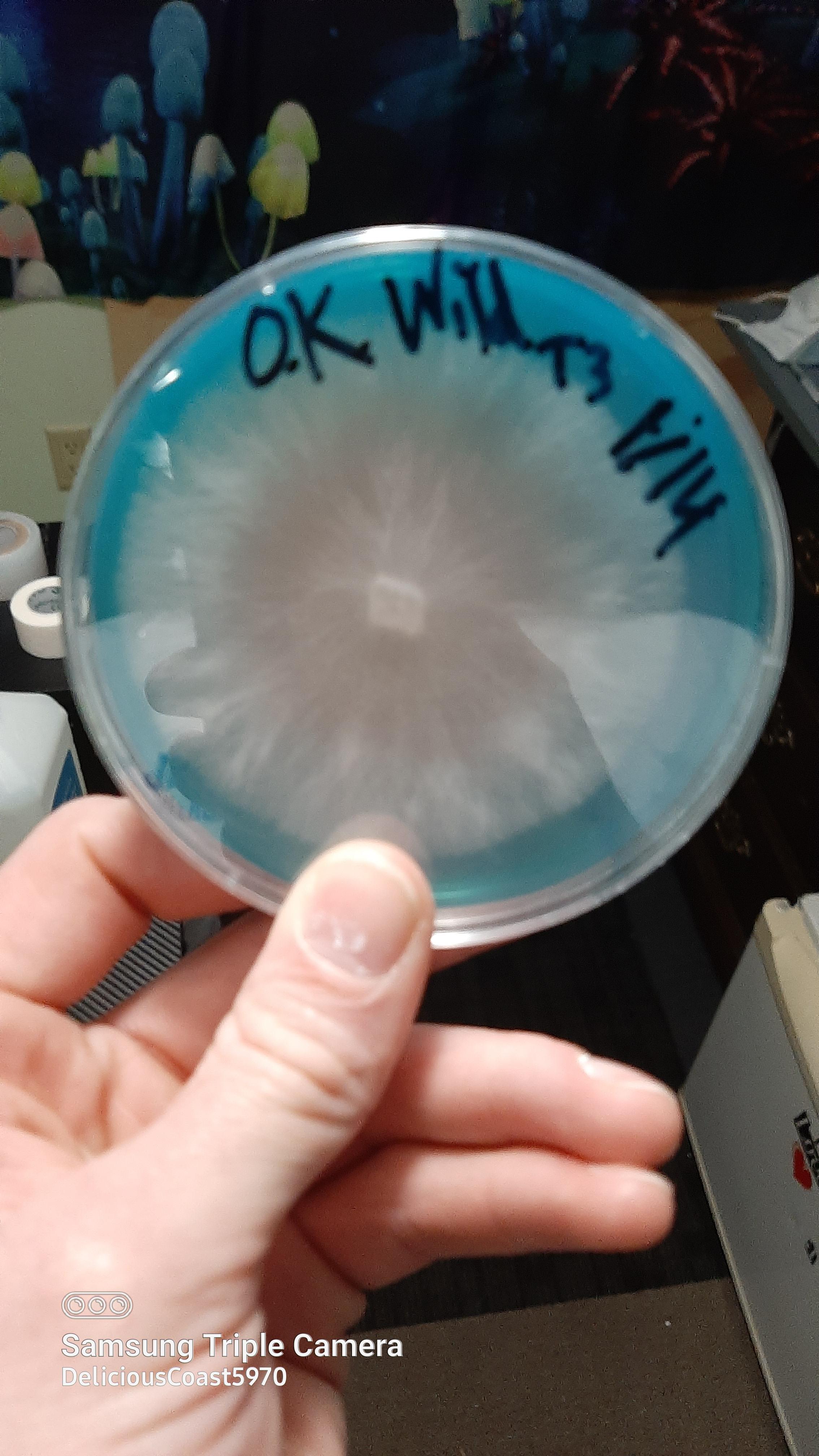 Recent studies | Scrolller