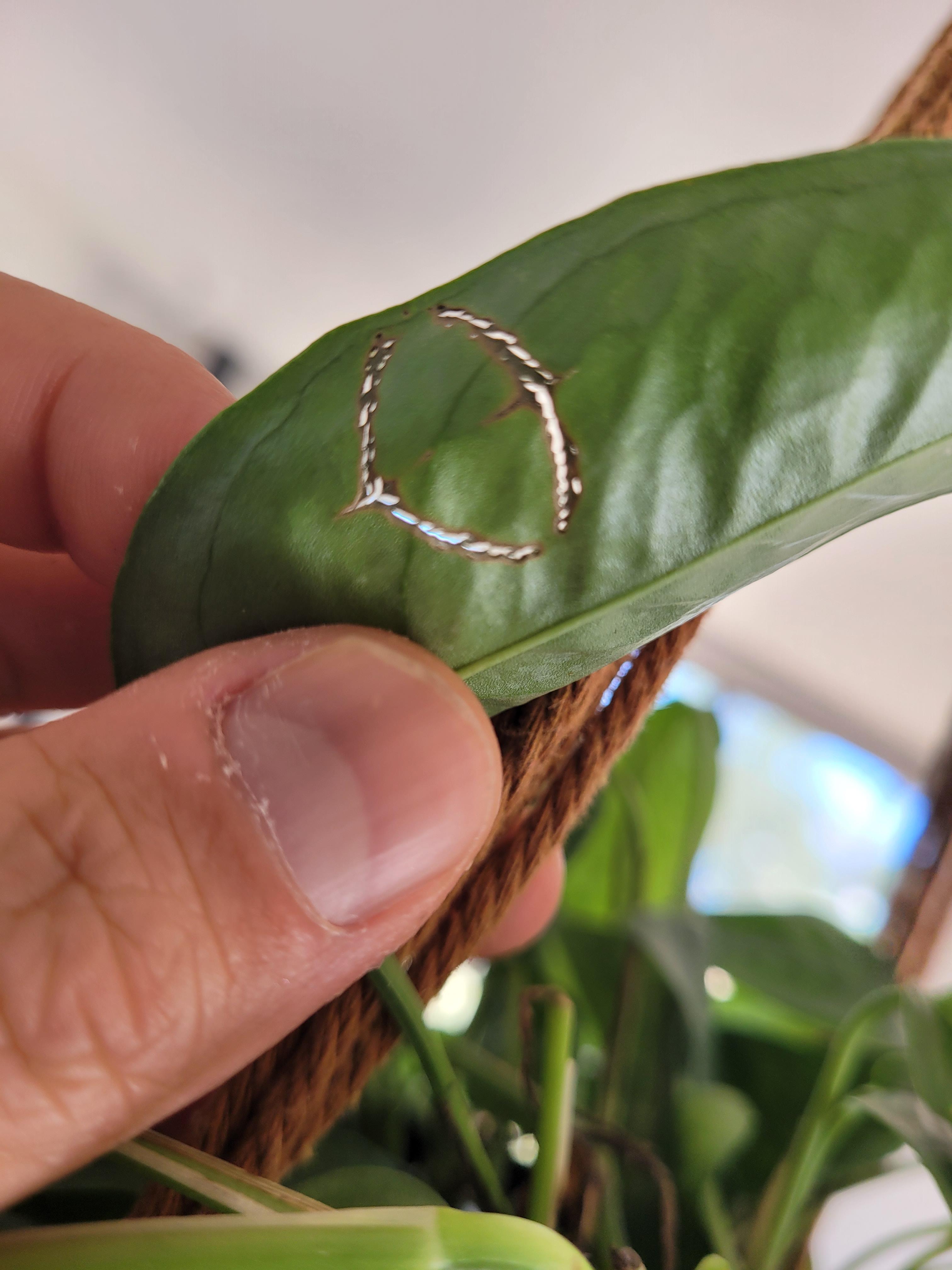 What's making these weird holes in my cebu blue pothos? | Scrolller