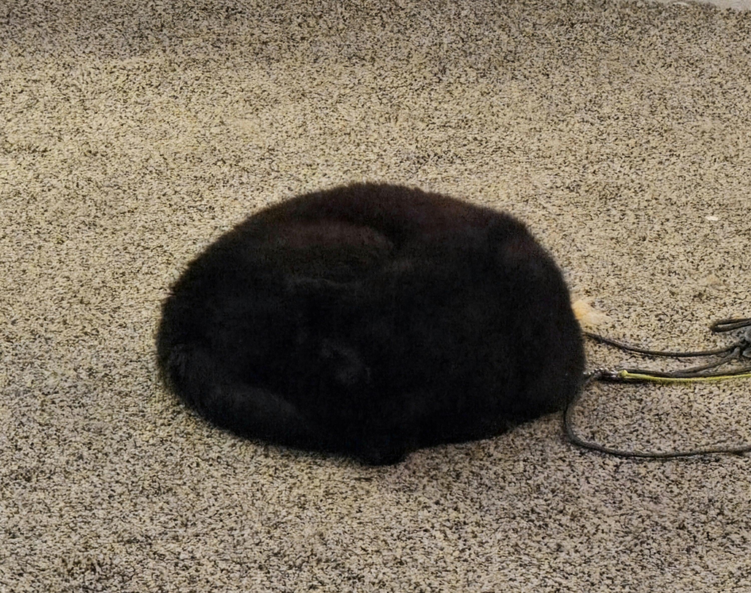 Caviar a.k.a. Void Blob | Scrolller