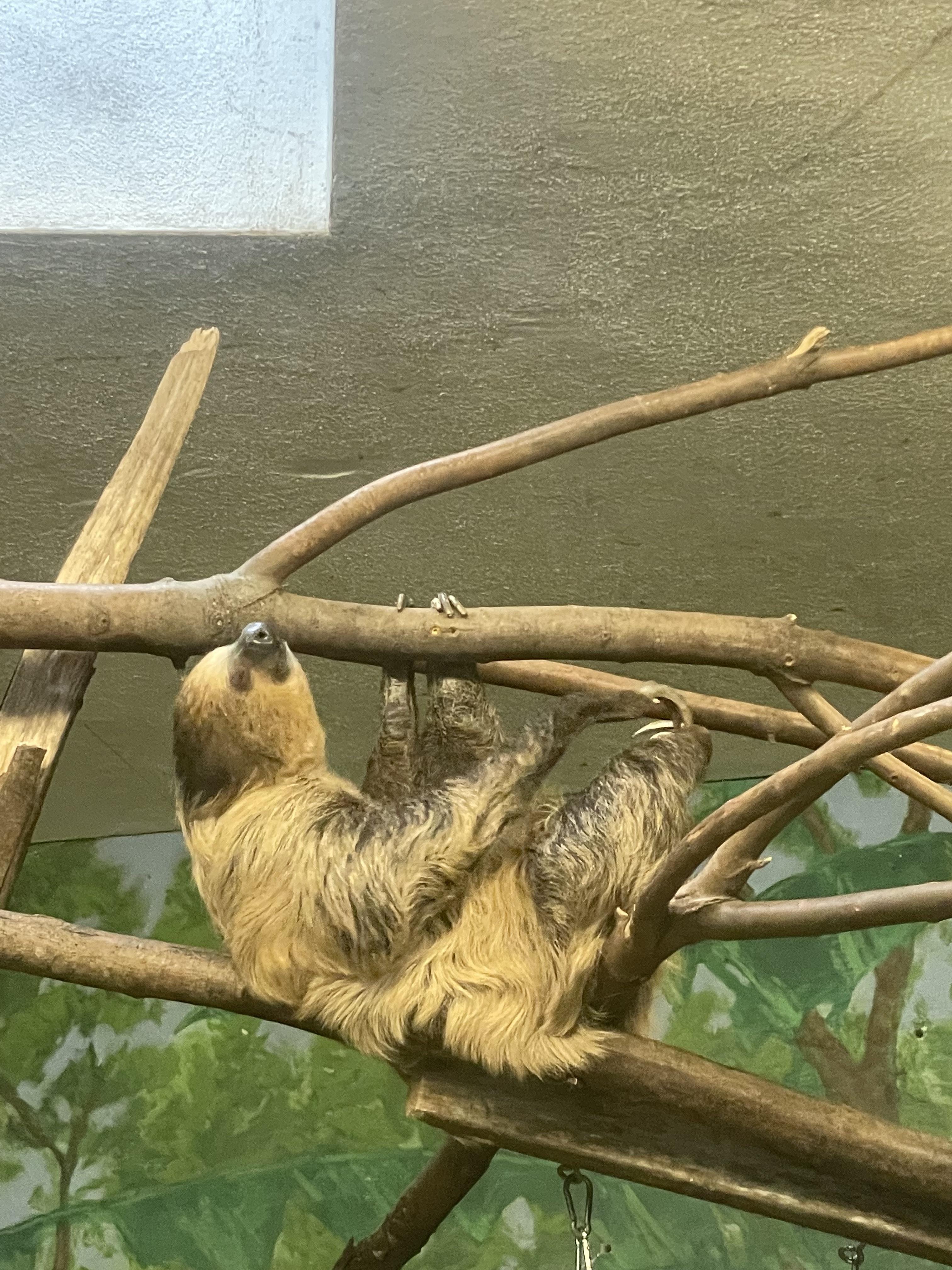 Sloths at the stone zoo | Scrolller