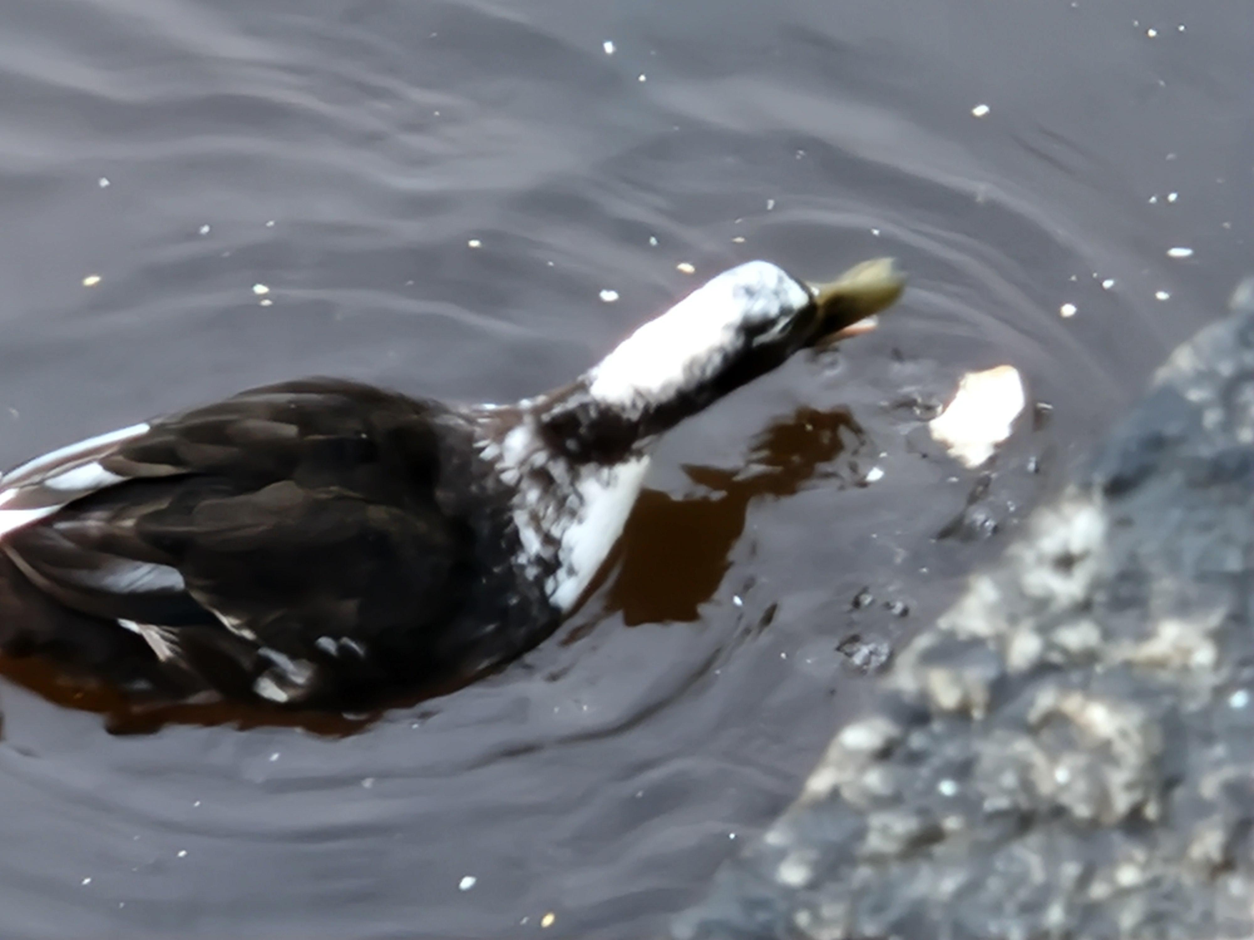 Some of the ducks me and my daughter feed. | Scrolller