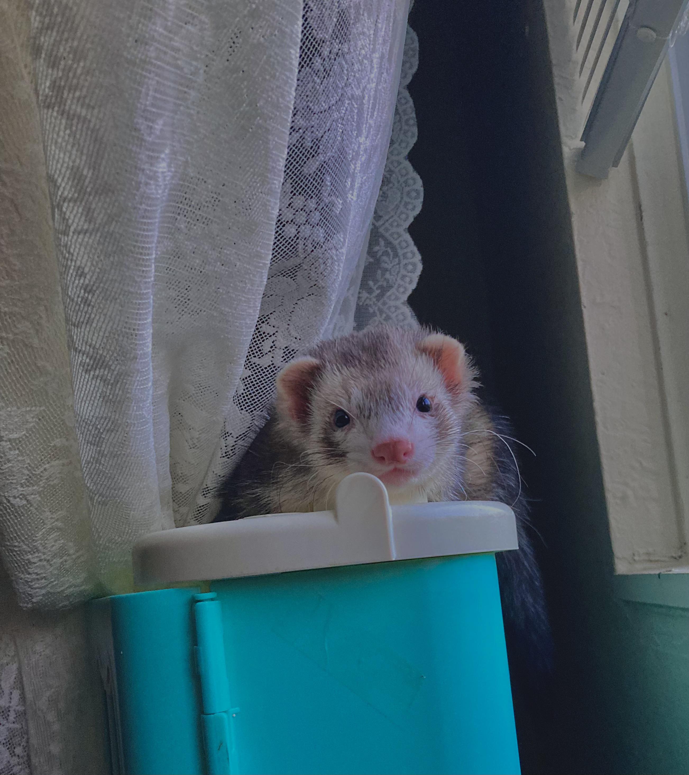 Gabbys dollhouse has a visitor 😂 | Scrolller