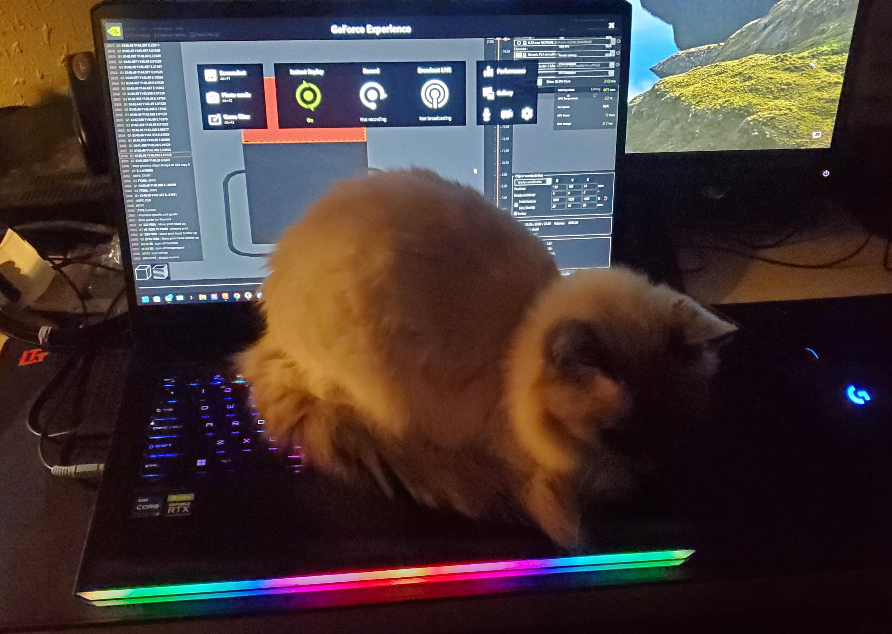 Gamer Cat | Scrolller