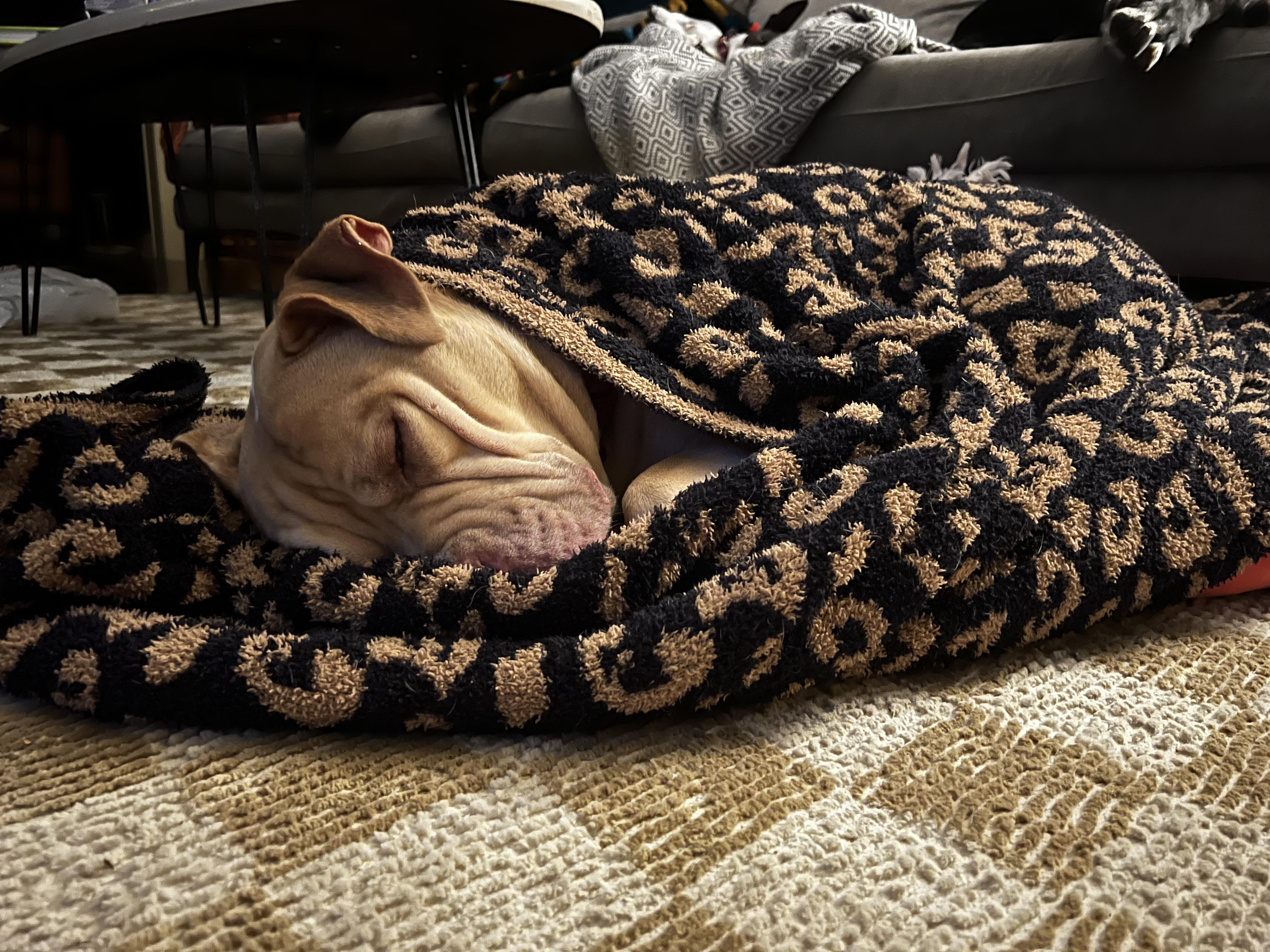 Gary all tucked in | Scrolller