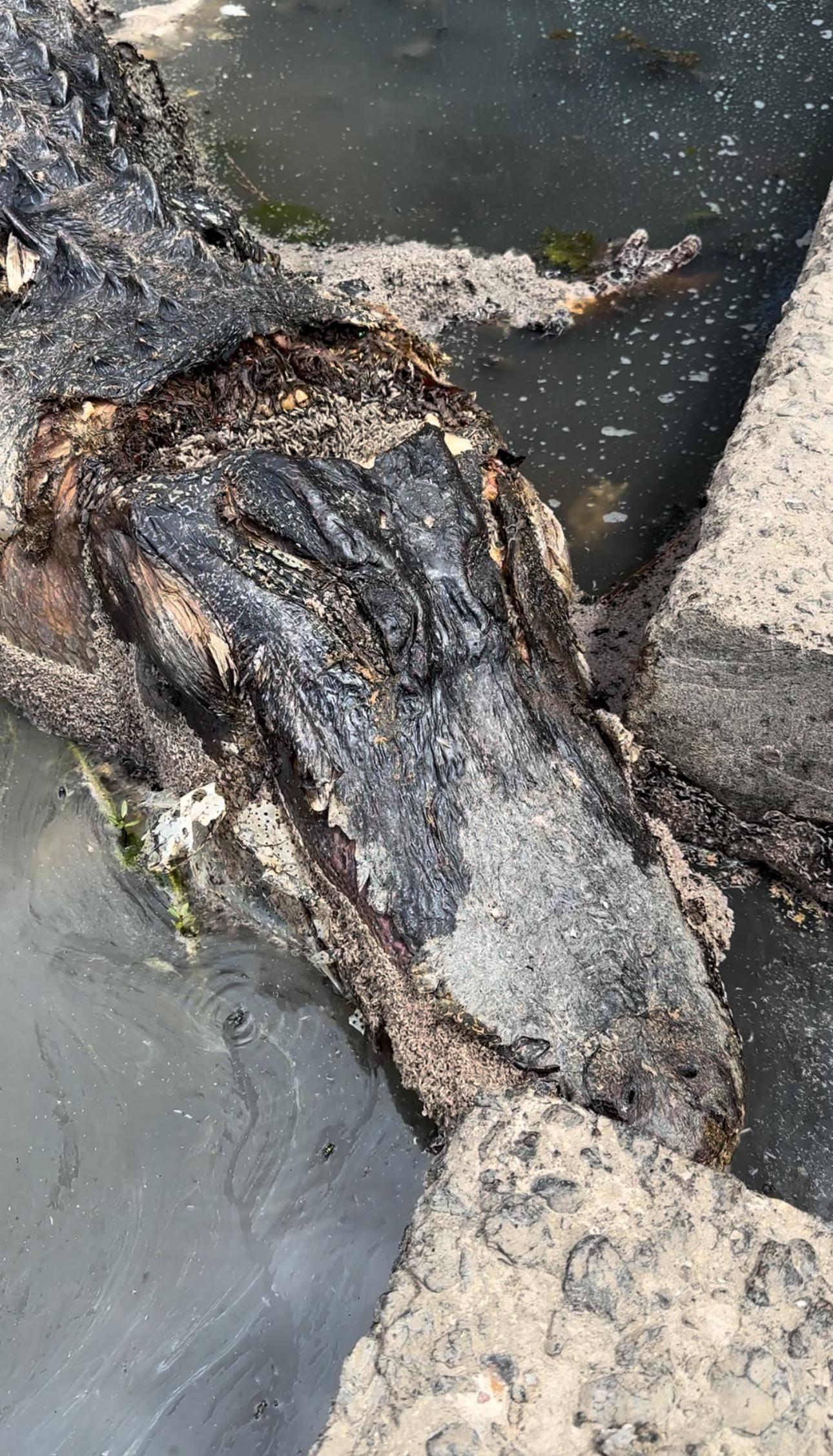 Gator and maggots | Scrolller