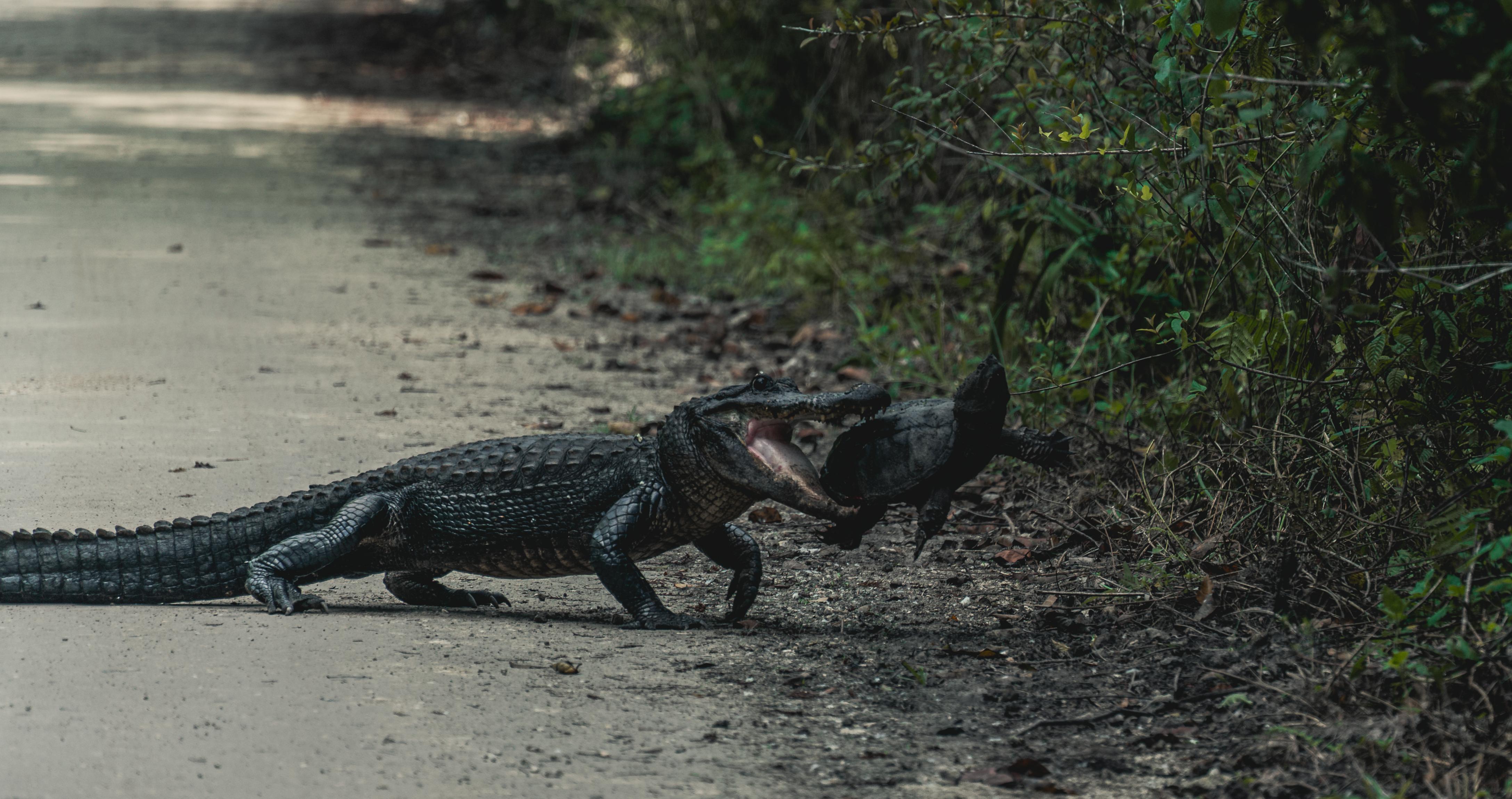 Gator V. Snapping Turtle | Scrolller