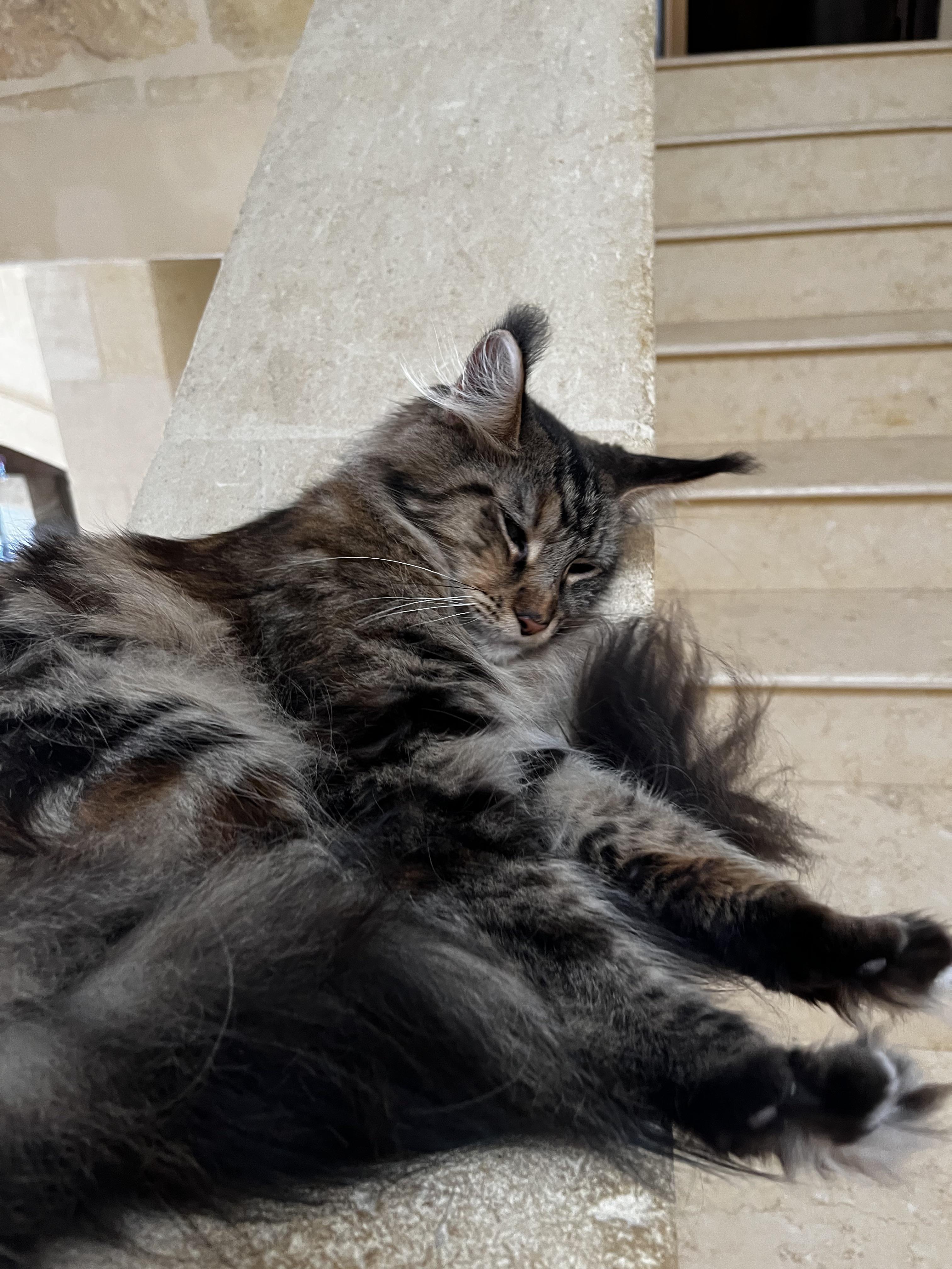 Floofy Faye | Scrolller