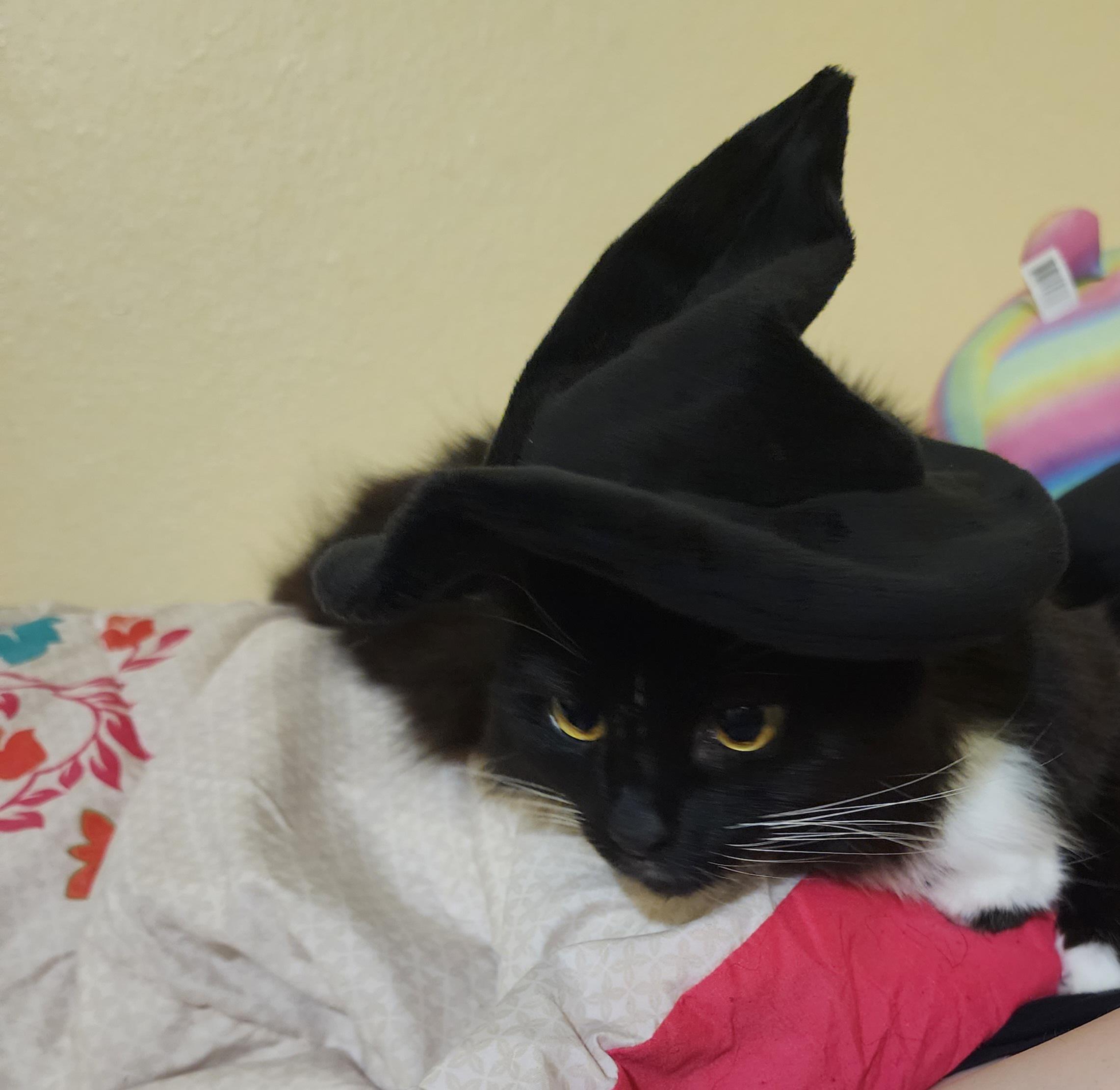 Discover more like Aww: Ladies and gentlemen I present to you my cat Luna in her witch hat and ...