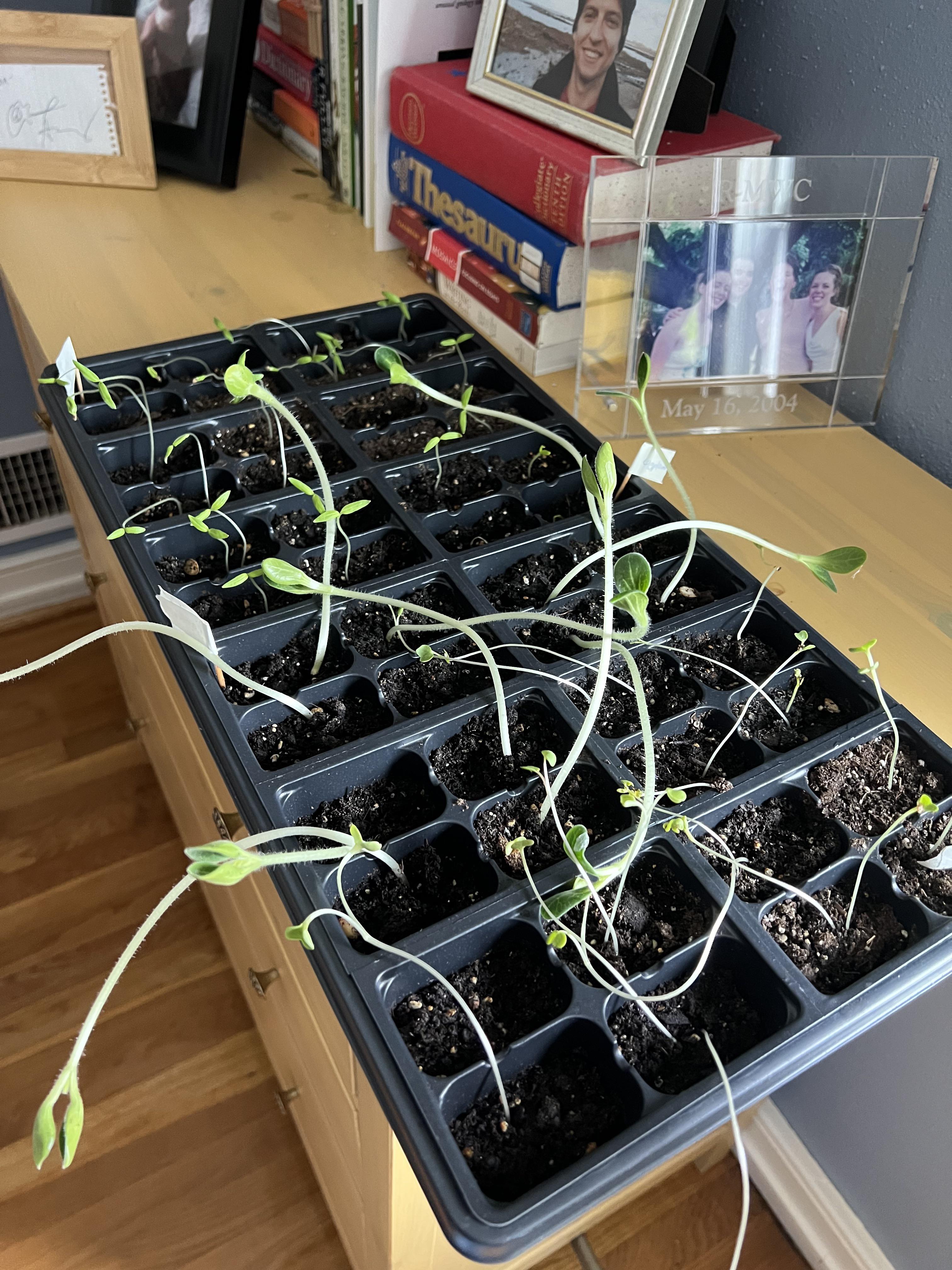 Growing From Seed | Scrolller