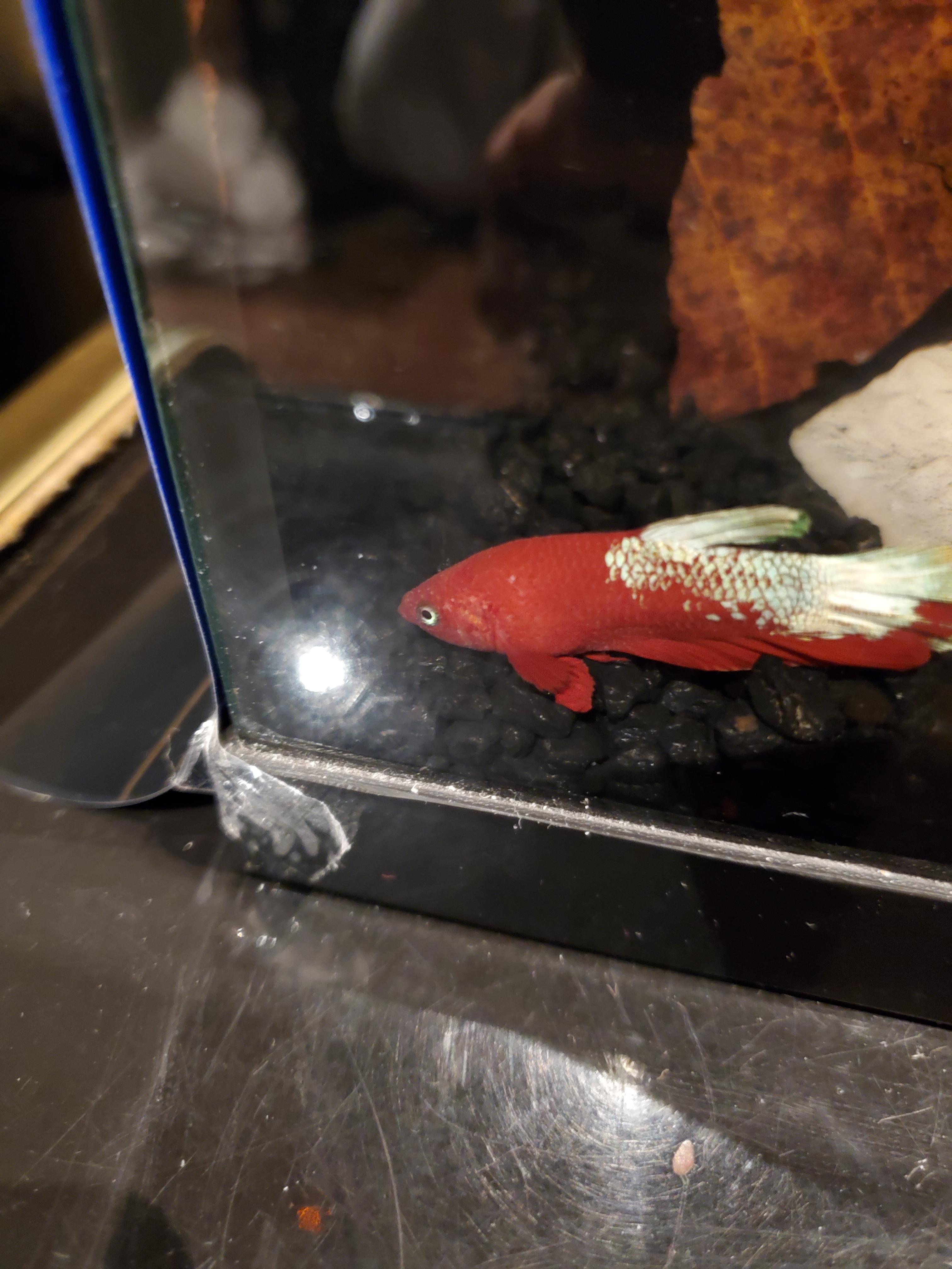 Betta flashing and lethargic | Scrolller