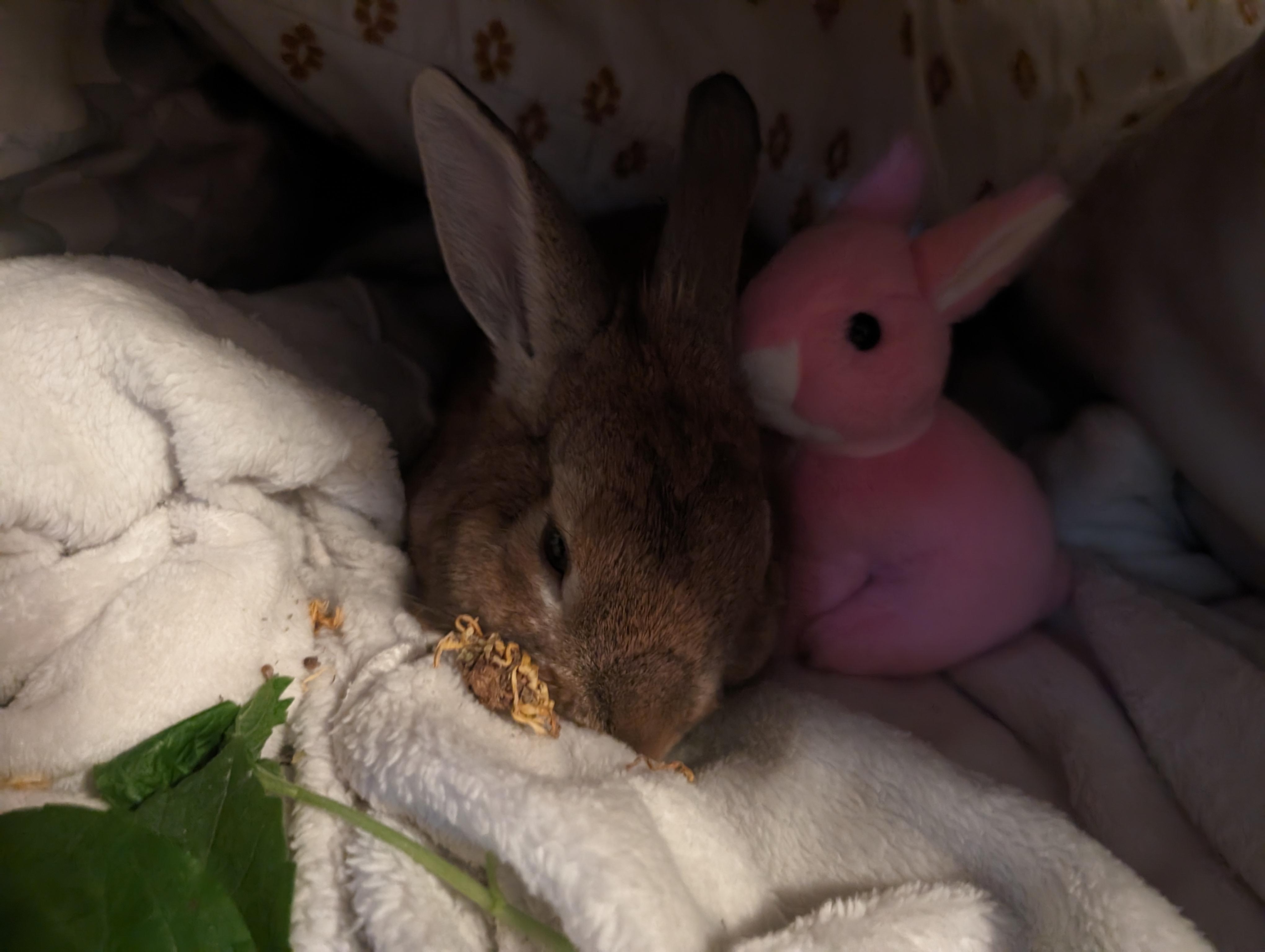 Normal urine/UTI? .... Sorry In advance for the pics... | Scrolller