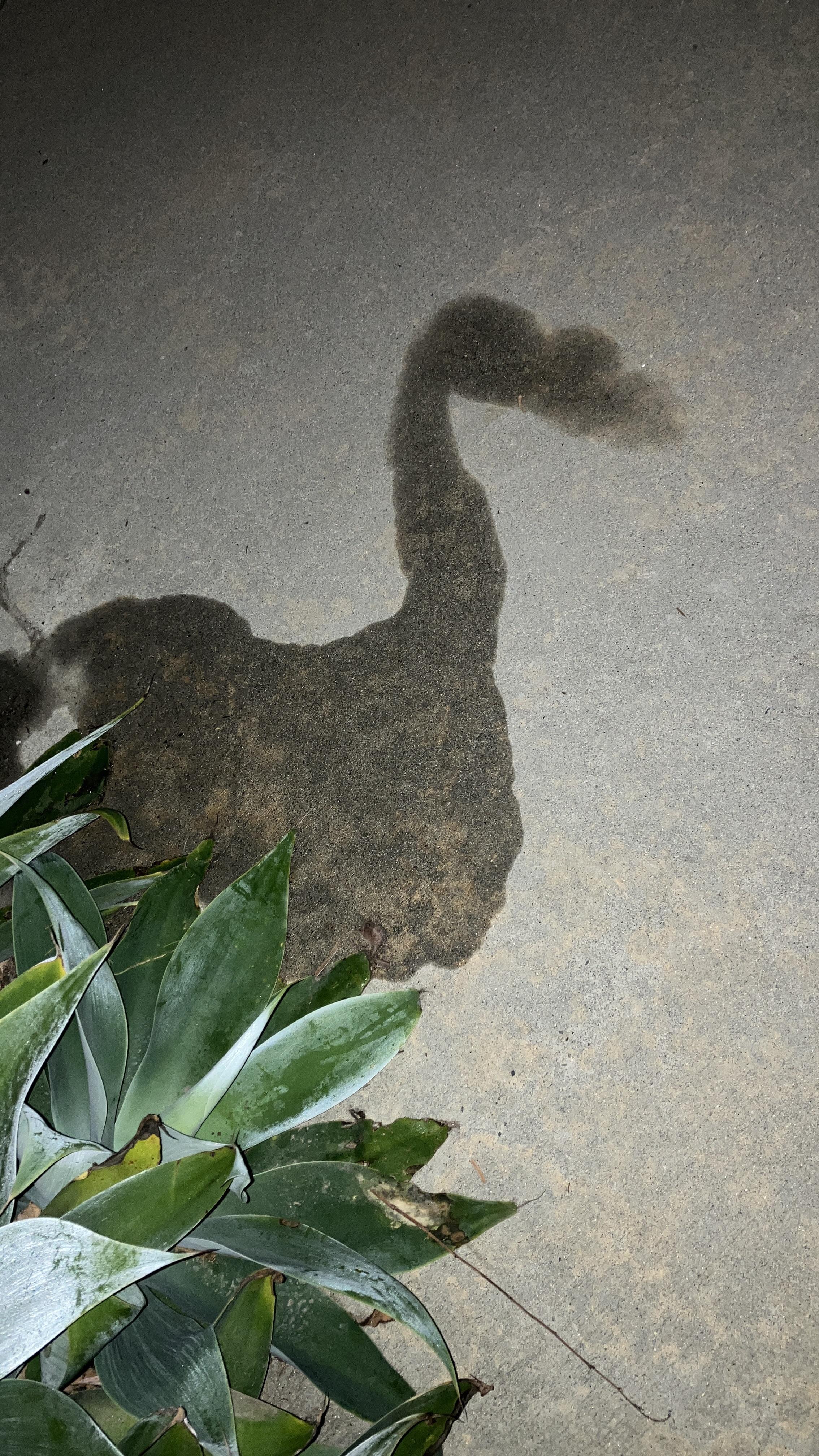 Wet spot on the sidewalk looks like a swan | Scrolller