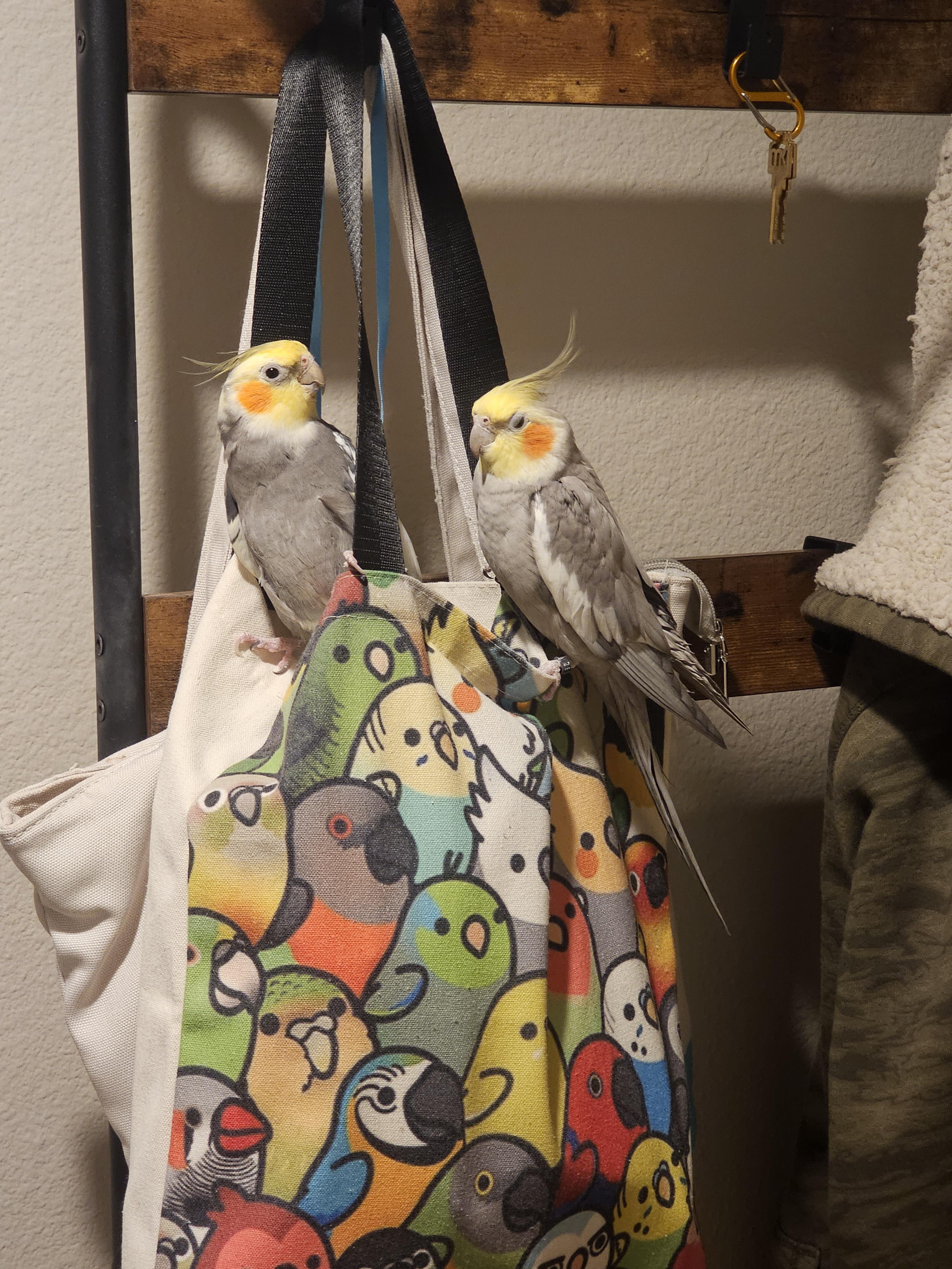 Someone decided to explore my bag... | Scrolller