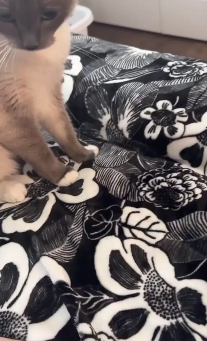 Gentle little tap | Scrolller