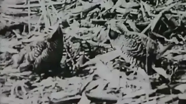 Genuine video footage of animal species that are now extinct. | Scrolller